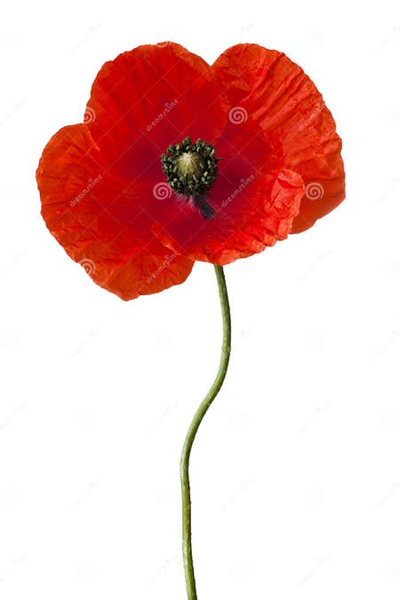 Poppy stock image. Image of nature, rural, isolated, remembrance - 15130913