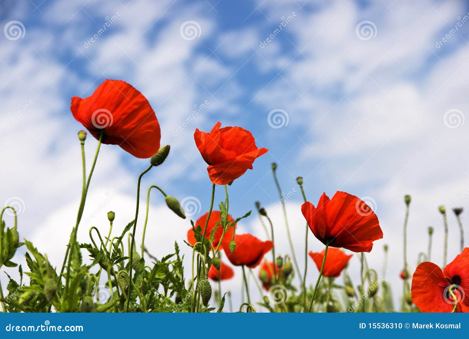Poppy stock photo. Image of close, spring, petal, closeup - 15536310