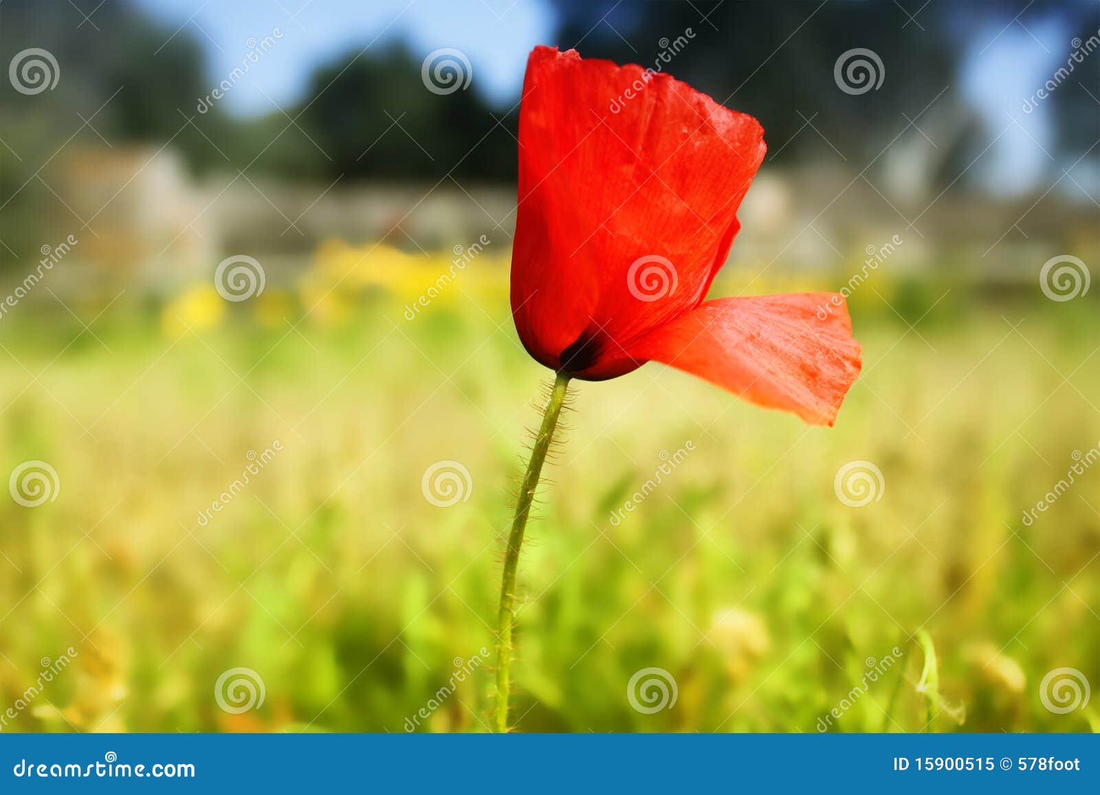 Poppy stock image. Image of landscape, flower, meadow - 15900515