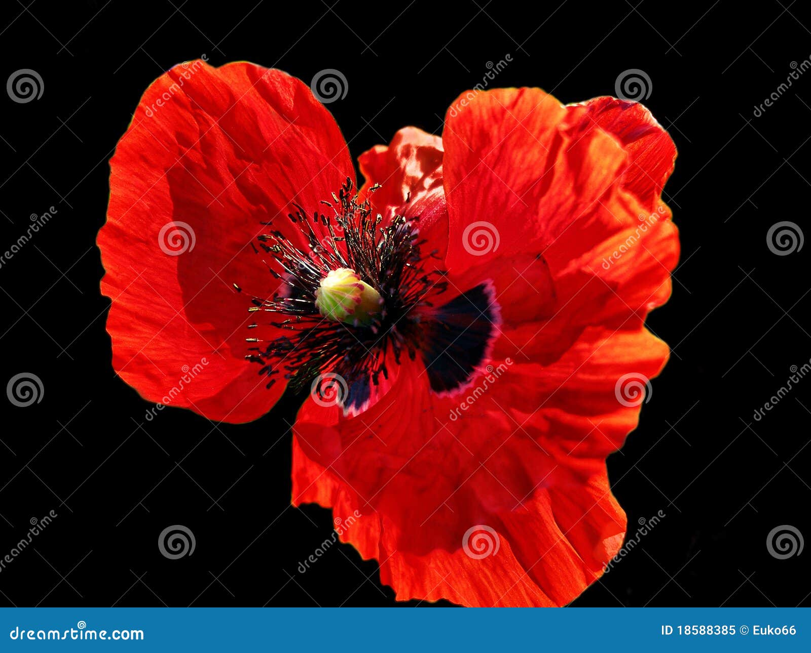 Poppy Stock Image | CartoonDealer.com #18588385