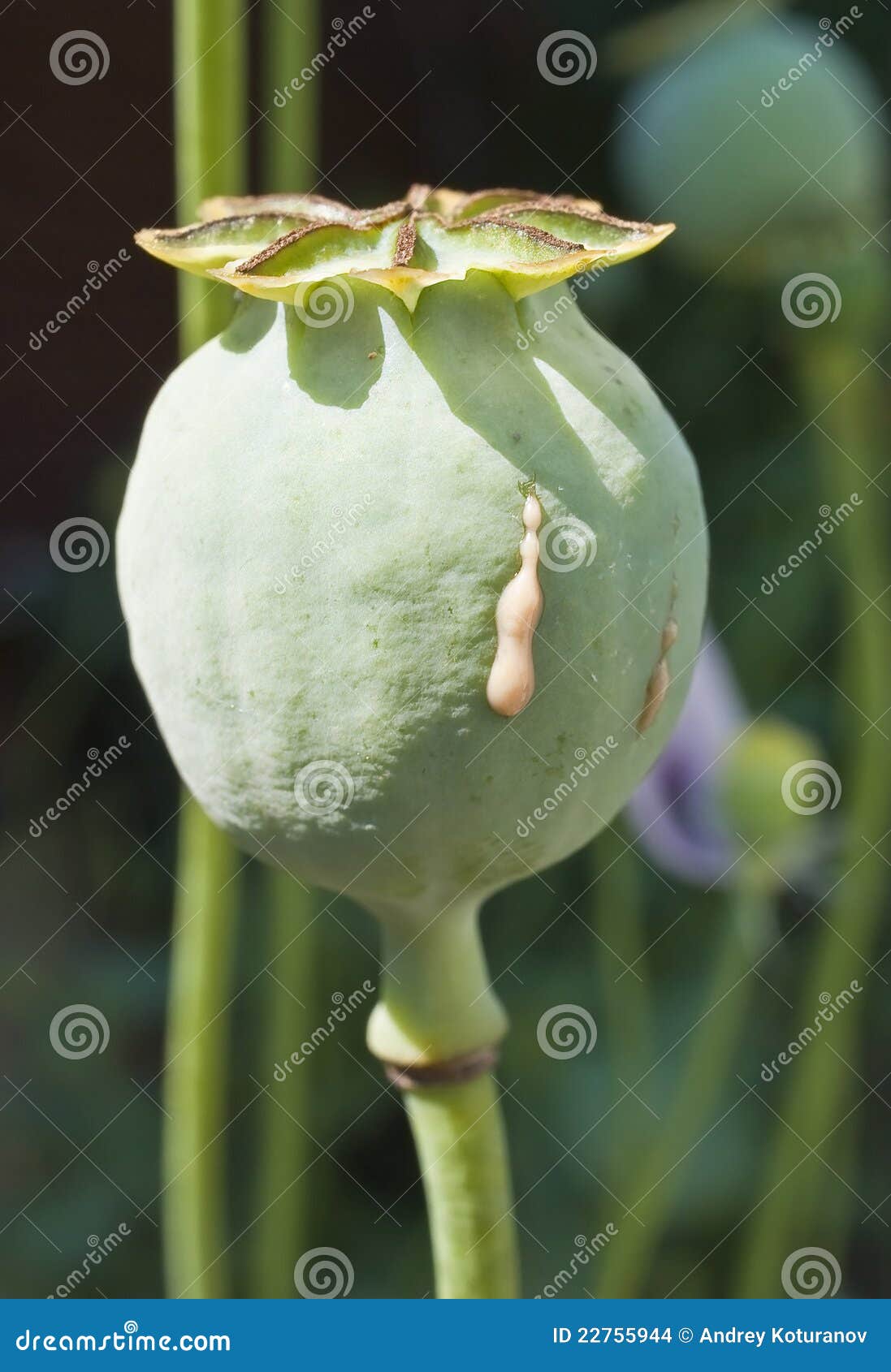 Poppy stock photo. Image of flora, botanic, closeup, fruit - 22755944