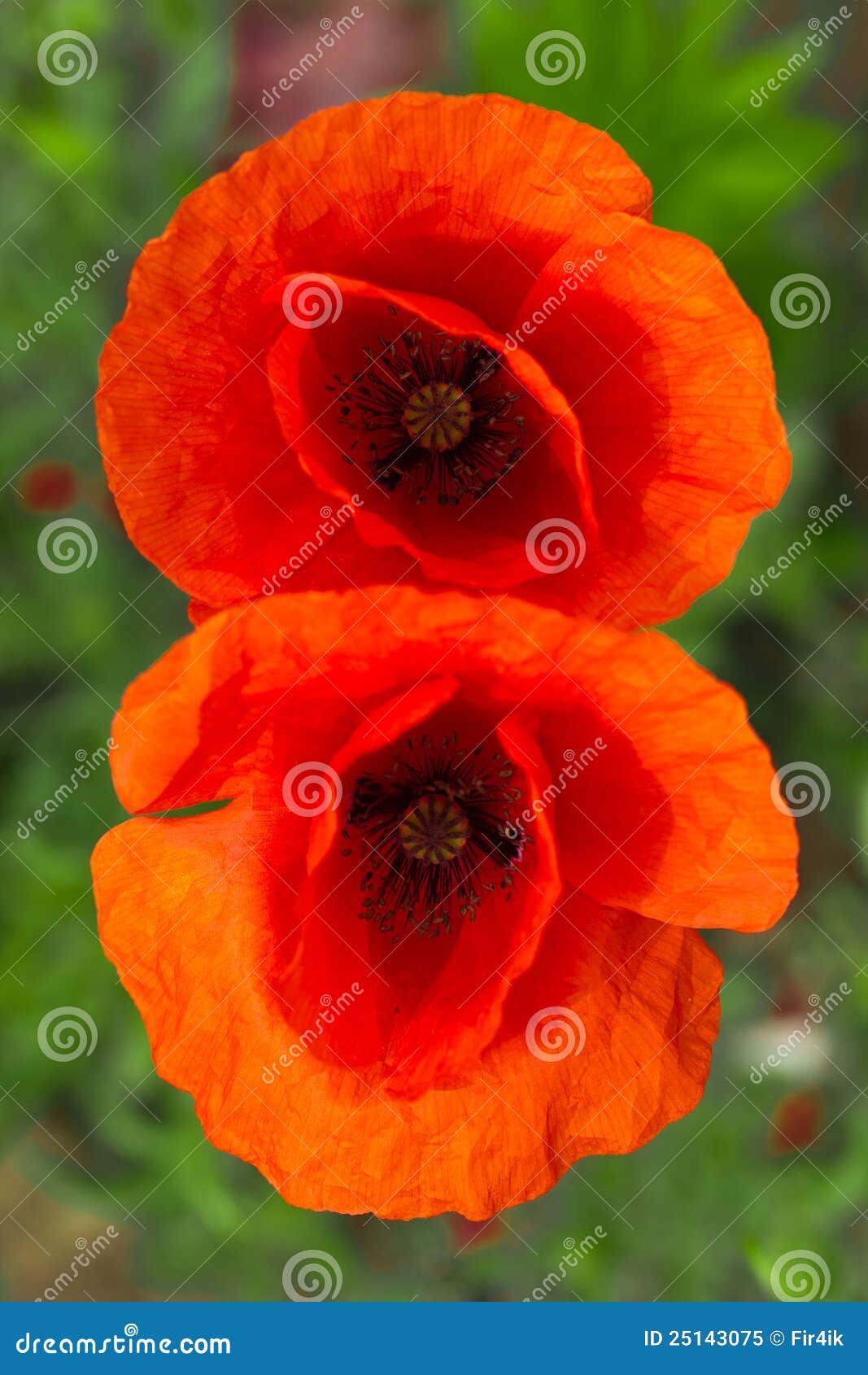 Poppy stock image. Image of agriculture, beautiful, landscape - 25143075