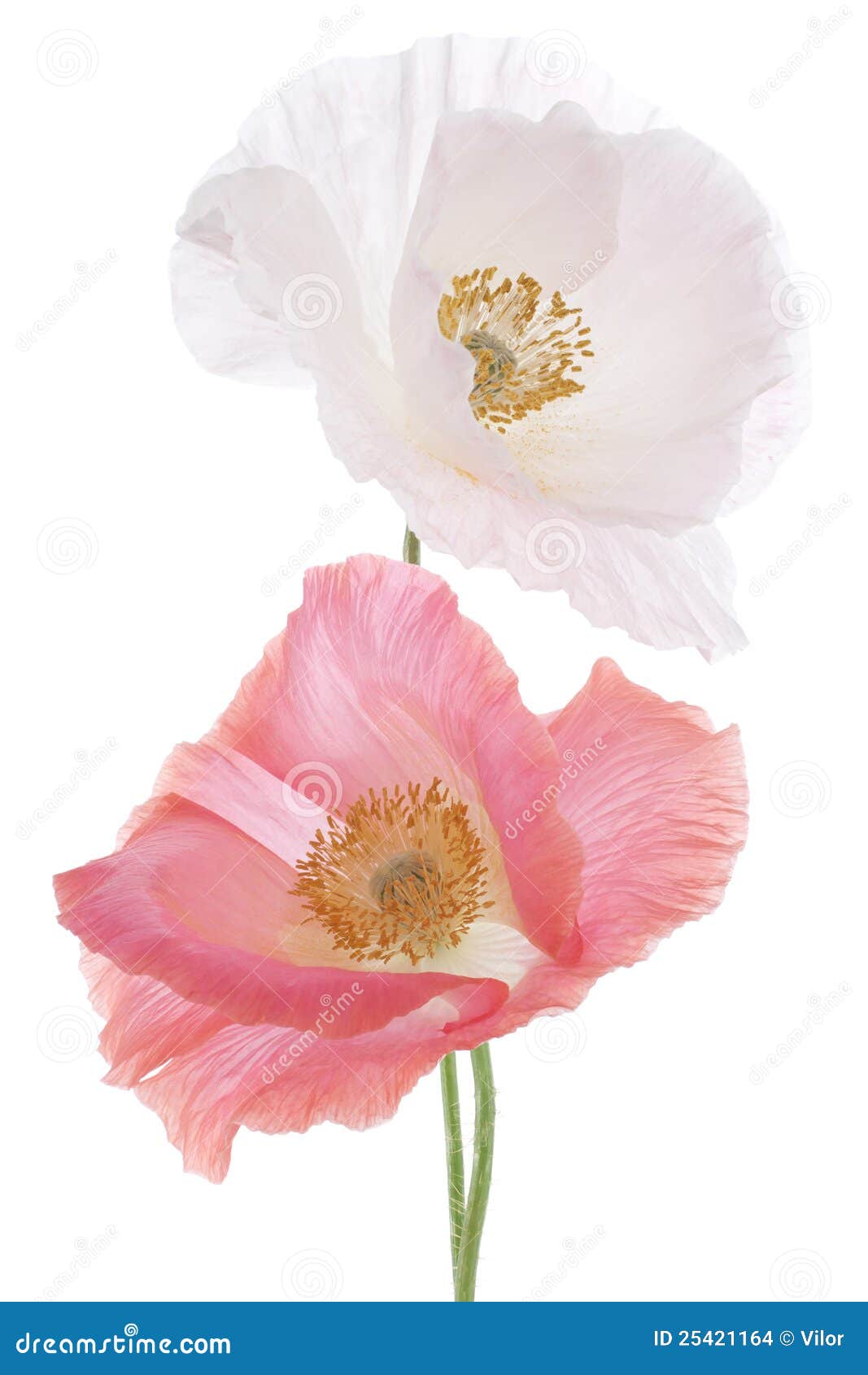 Poppy stock photo. Image of petal, closeup, pink, florescence - 25421164