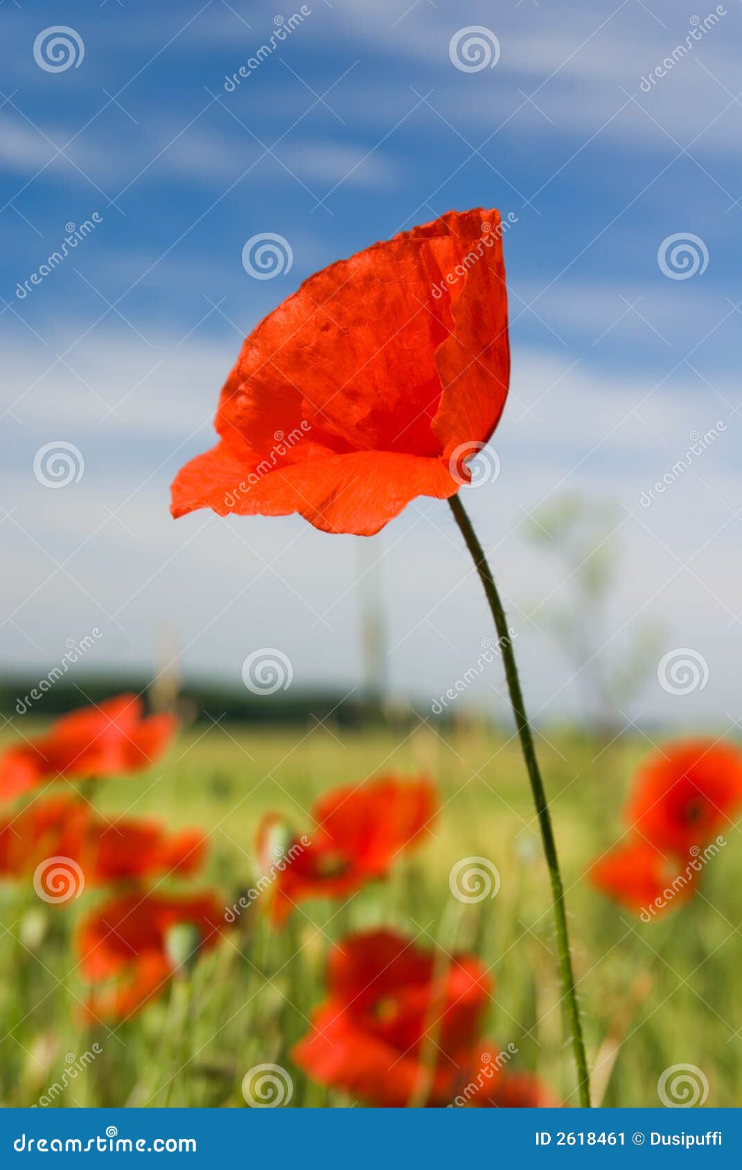 Poppy stock image. Image of smell, dream, blue, field - 2618461