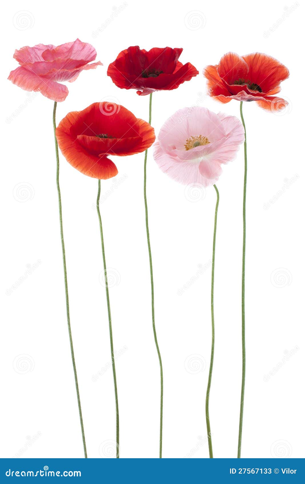 Poppy stock image. Image of bunch, design, flowers, cutout - 27567133