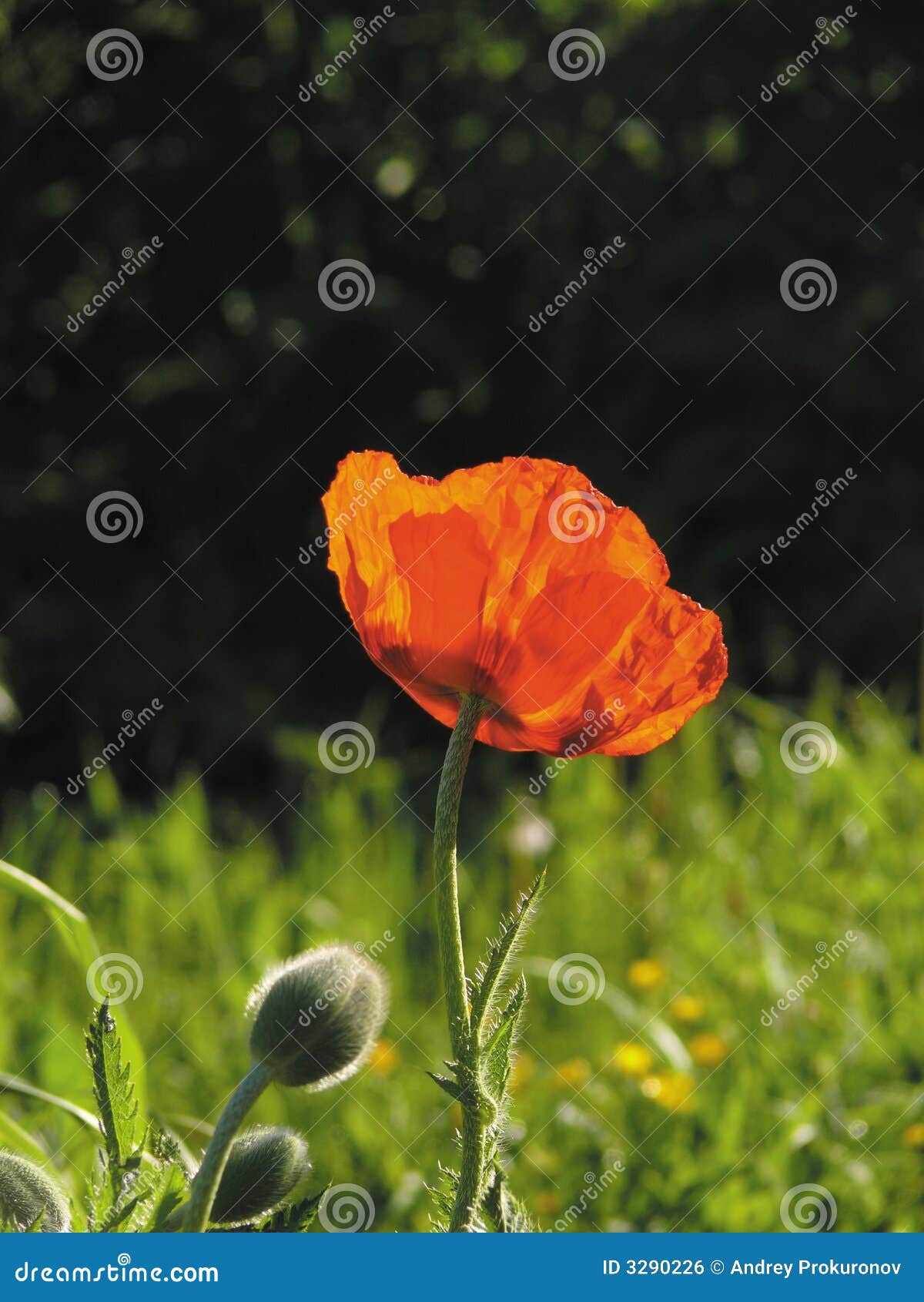 Poppy stock photo. Image of floral, bright, blossom, leaf - 3290226