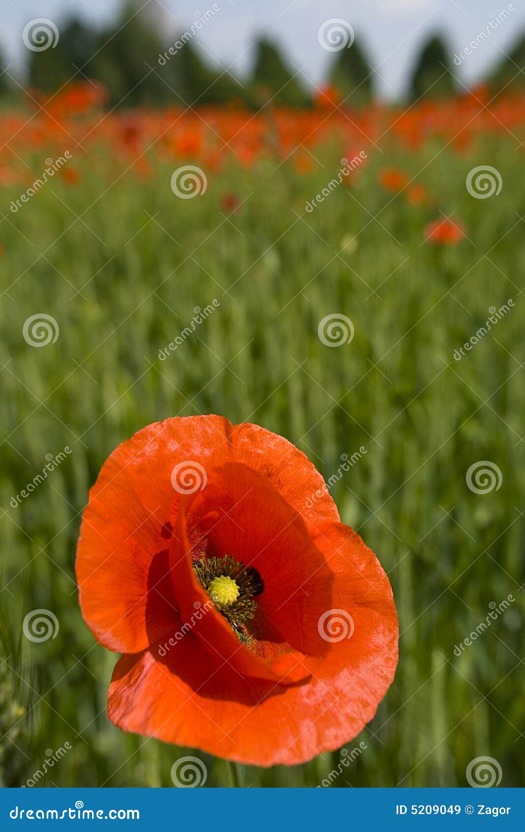 Poppy stock image. Image of empty, agriculture, flora - 5209049