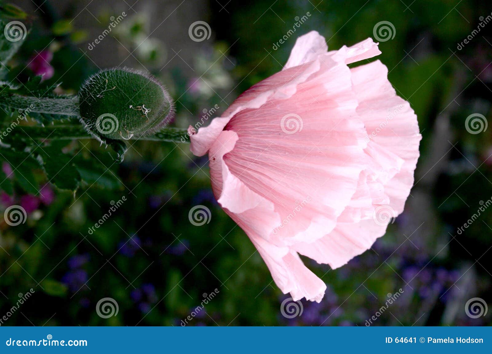 Poppy stock image. Image of pink, nature, closeup, detail - 64641