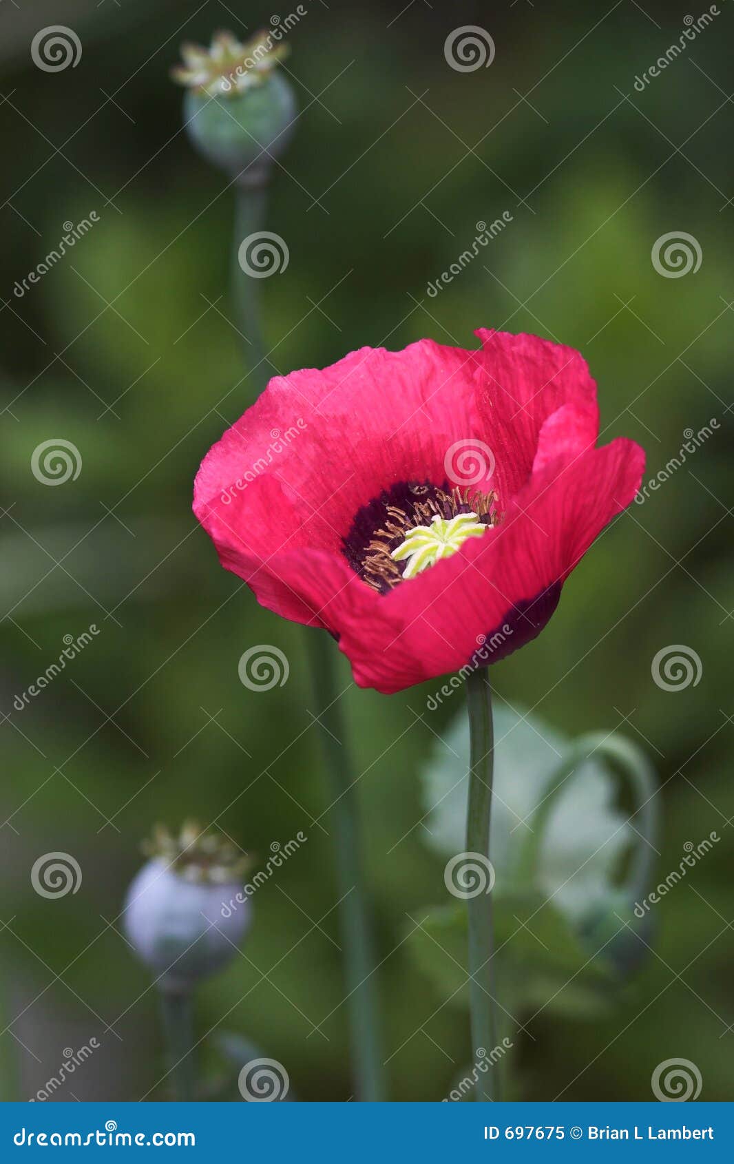 Poppy stock image. Image of nature, peace, remembrance - 697675