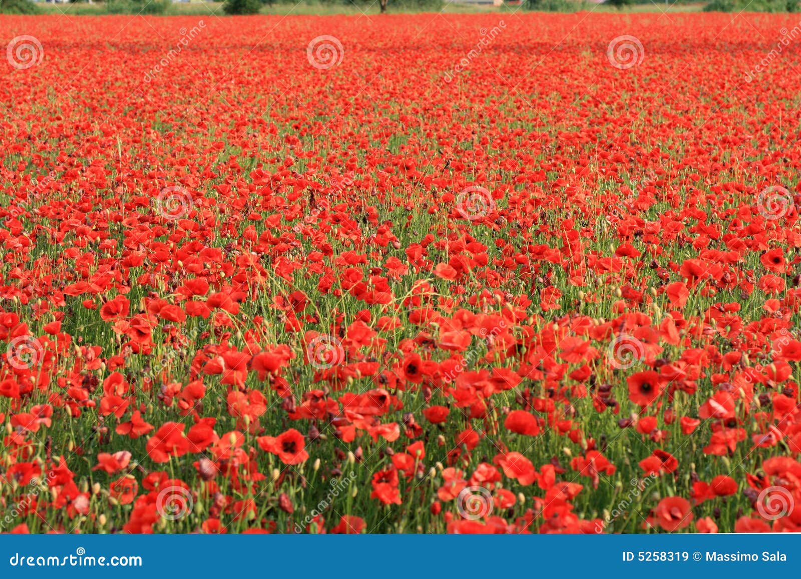 Poppy #8 stock image. Image of spring, seed, field, flower - 5258319