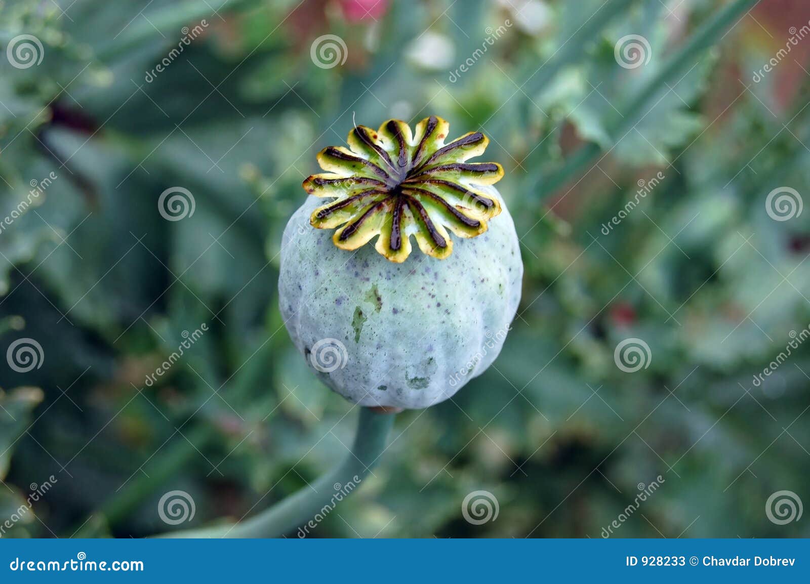Poppy stock image. Image of beautiful, water, droplets - 928233