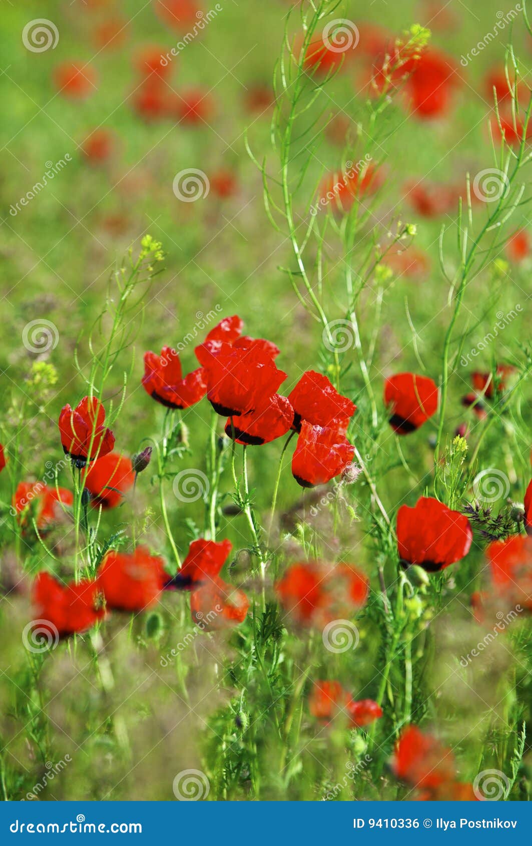 Poppy stock photo. Image of land, plant, plain, poppies - 9410336