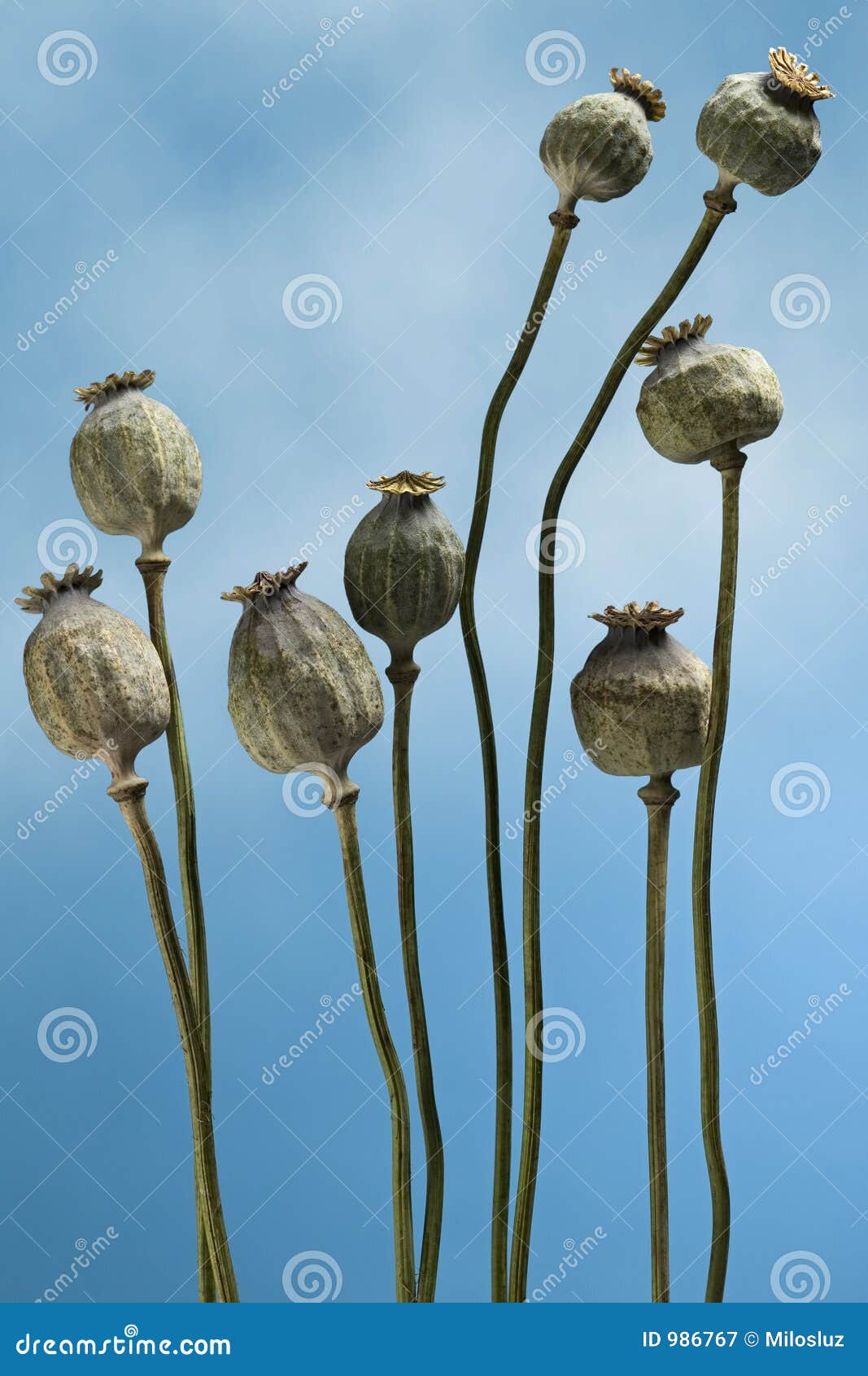 Poppy stock image. Image of heroin, eschscholzia, stem - 986767