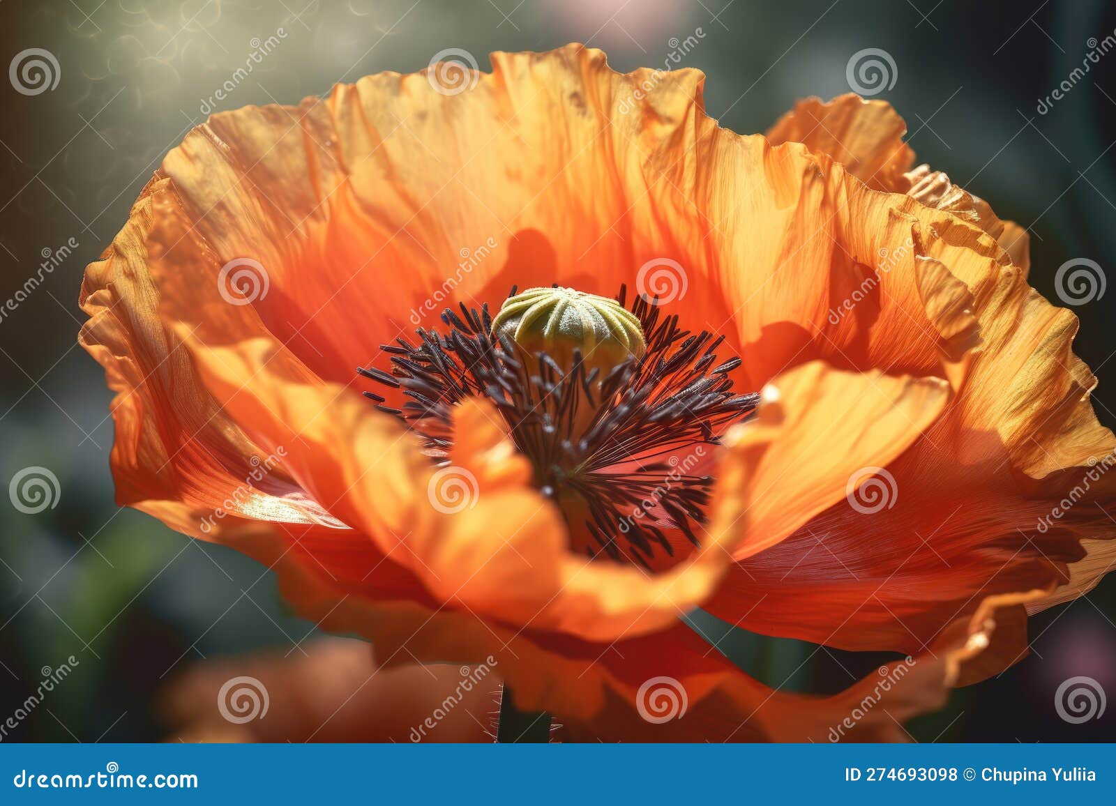 Poppy. AI generated stock illustration. Illustration of bloom - 274693098