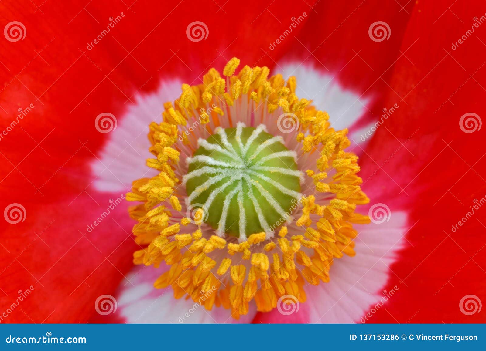 Orange Petal Poppy Anther Mandala 02 Stock Photo - Image of papaver ...