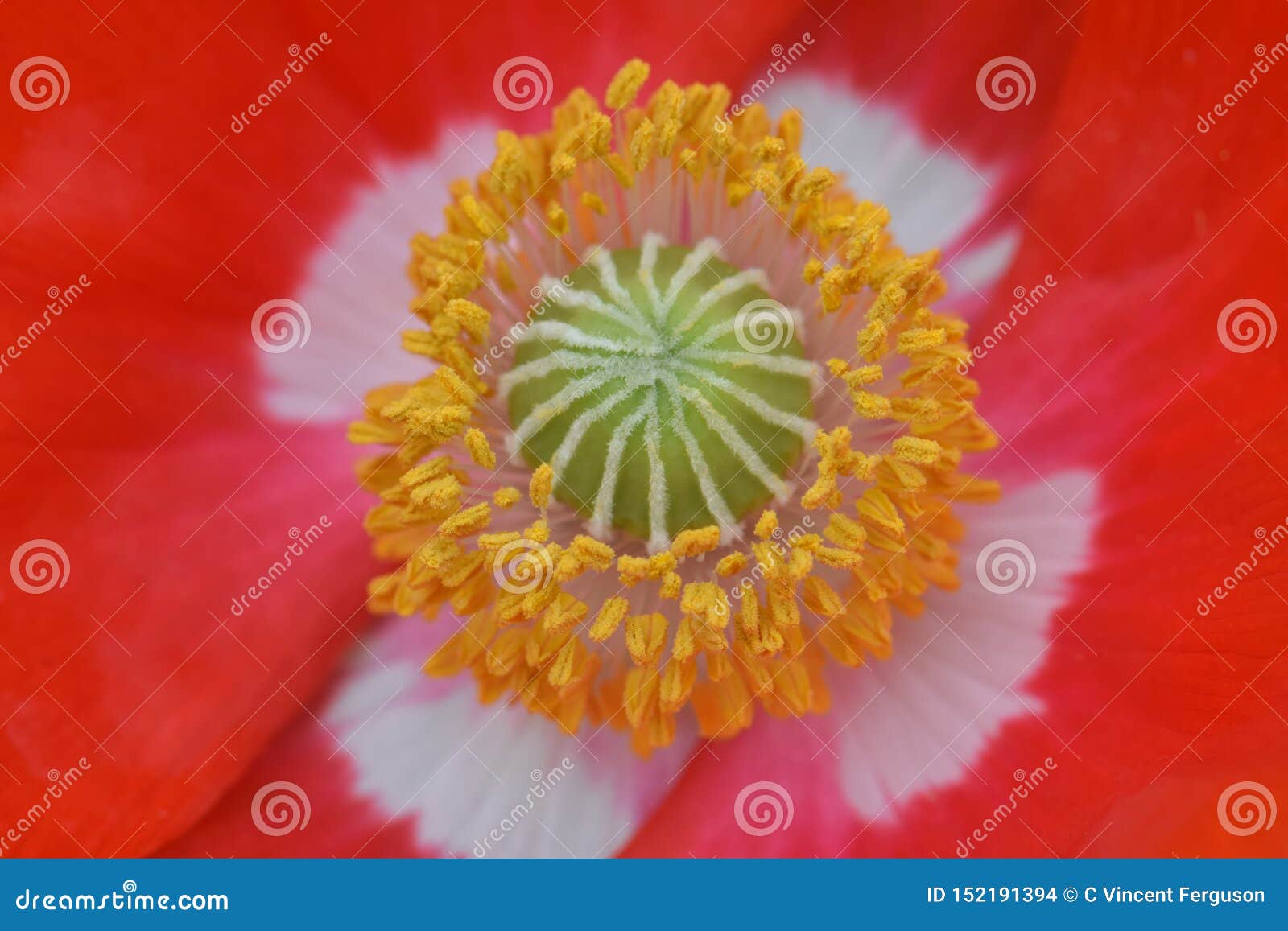Poppy Anther Mandala 01 stock photo. Image of nature - 152191394