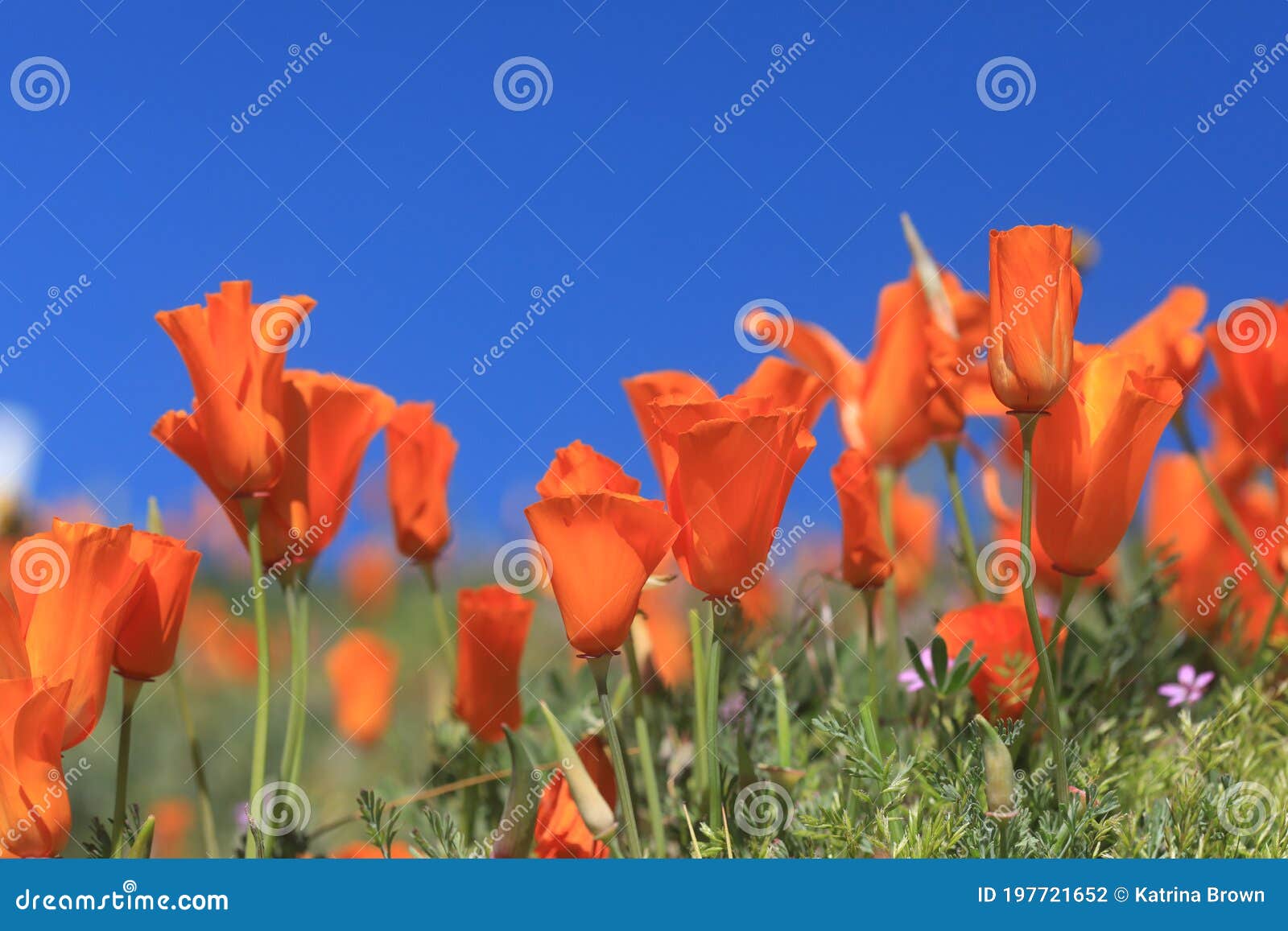 Poppy Background in Full Sun with Depth of Field Stock Photo - Image of ...