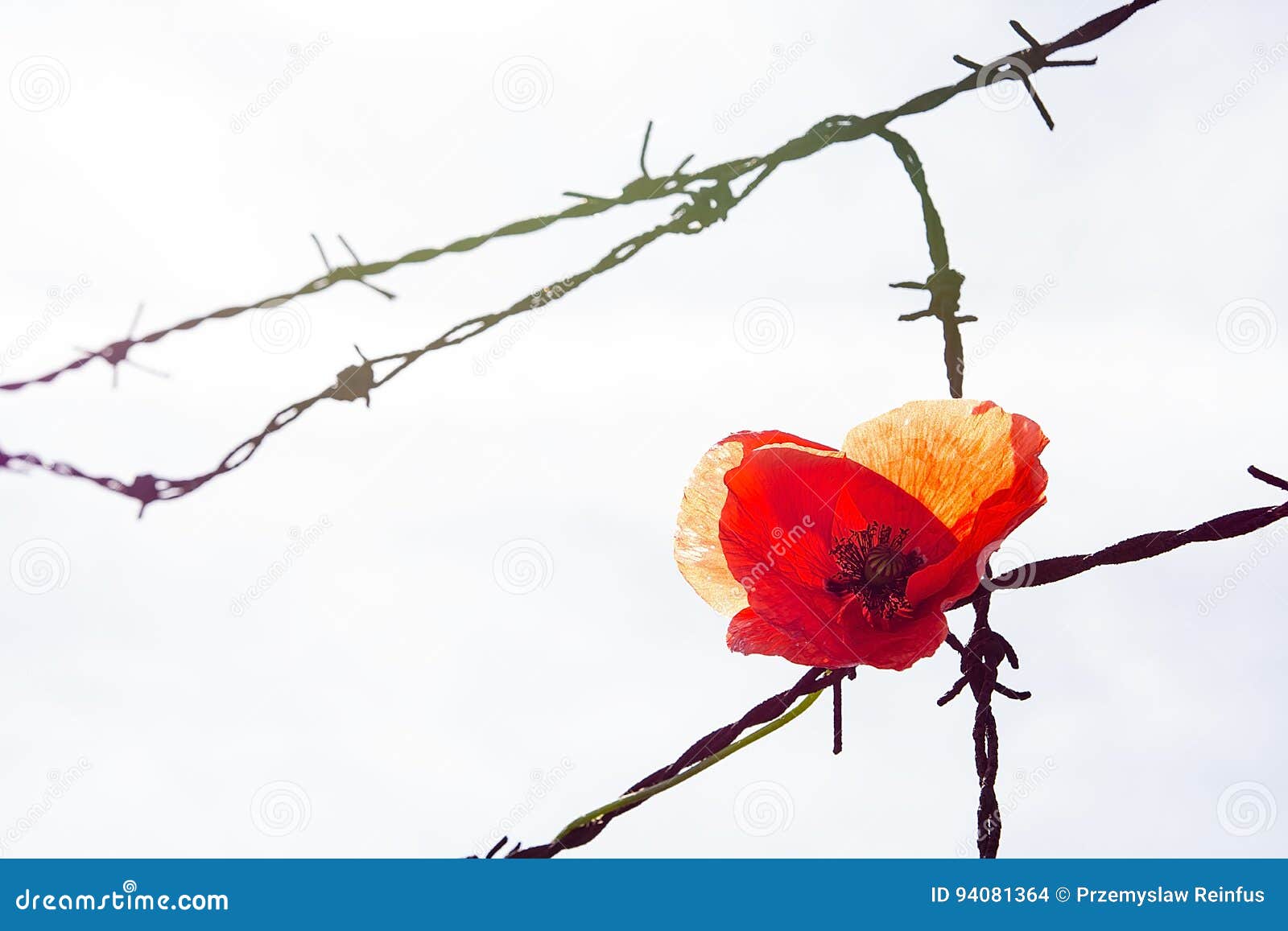 Poppy on the barbed wire stock photo. Image of border - 94081364