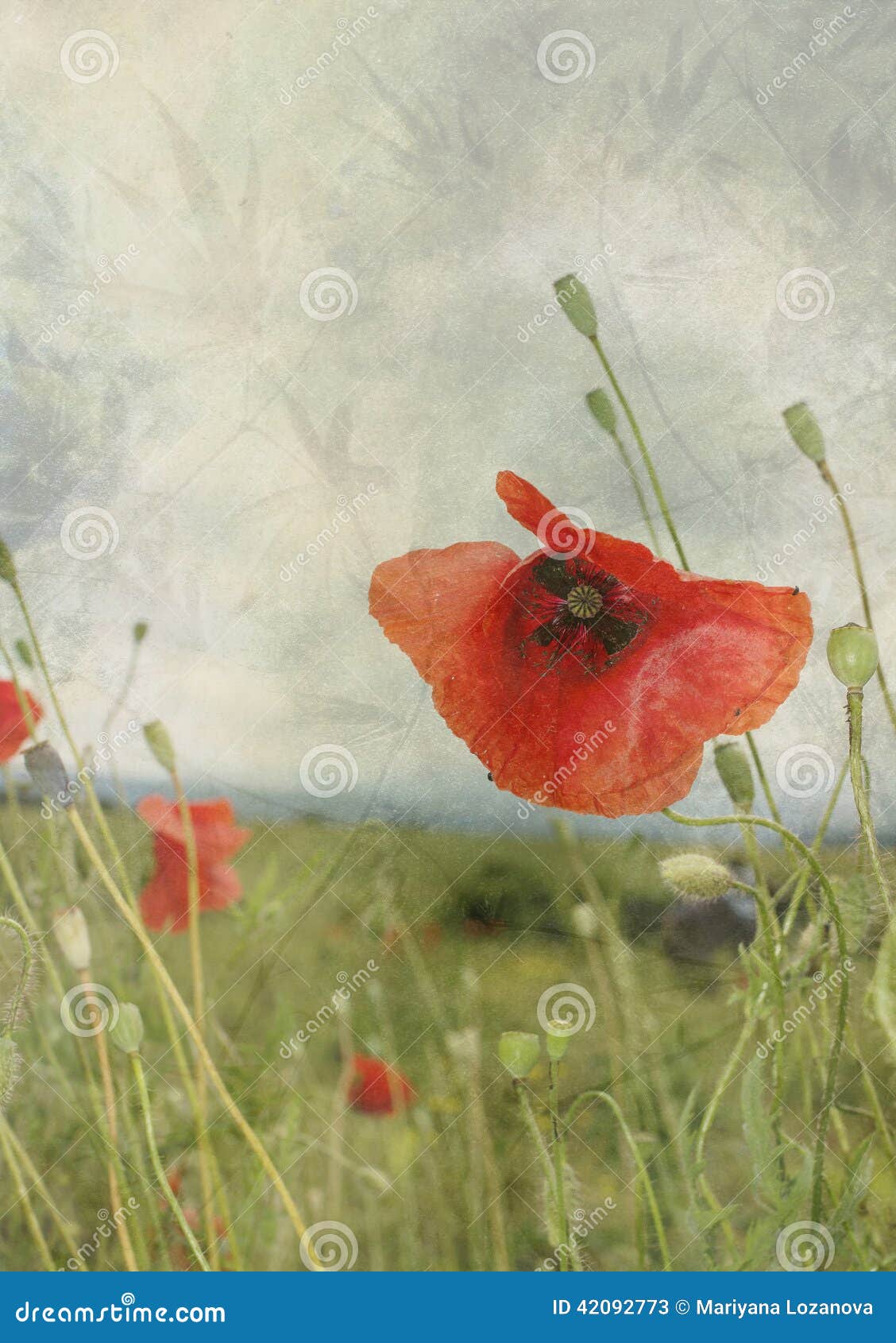 Poppy stock image. Image of nature, full, poppy, color - 42092773