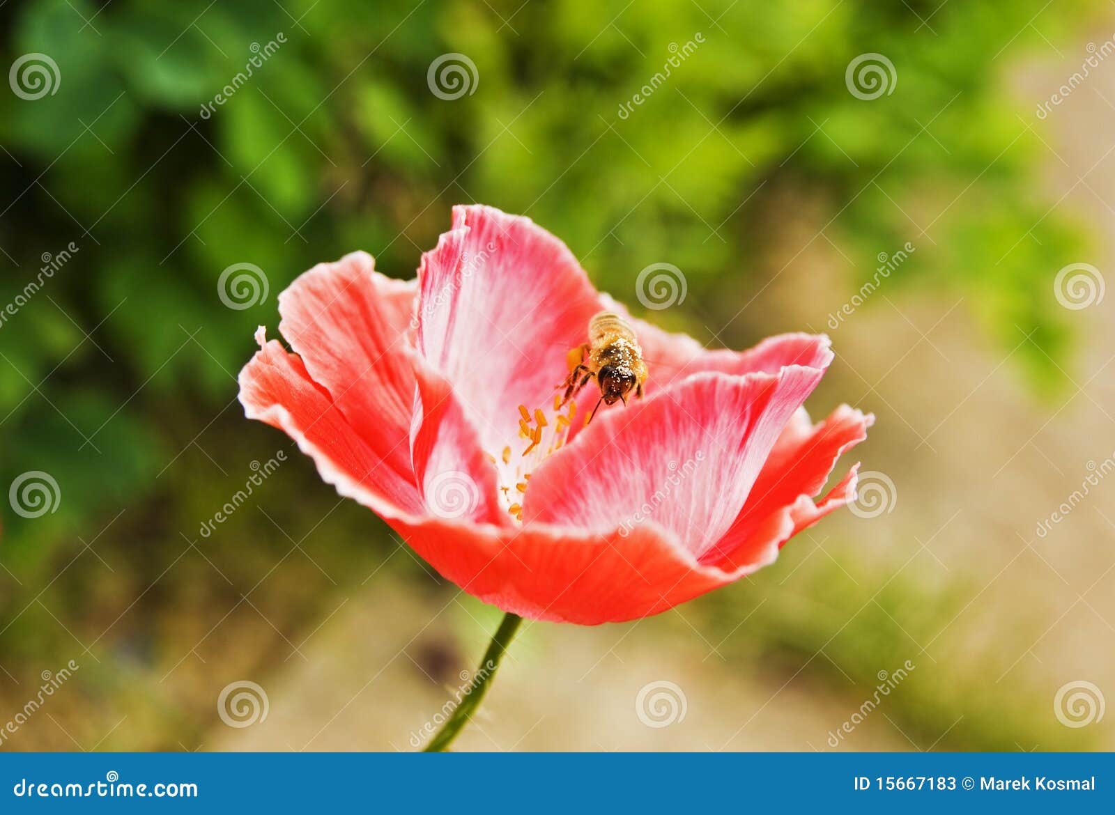 Poppy and bee stock image. Image of flower, close, petal - 15667183