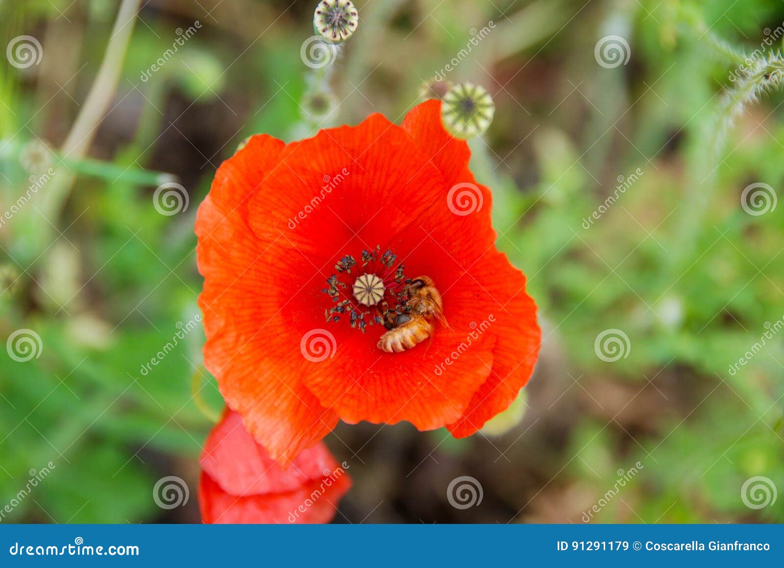 Poppy with a bee stock image. Image of floral, nature - 91291179