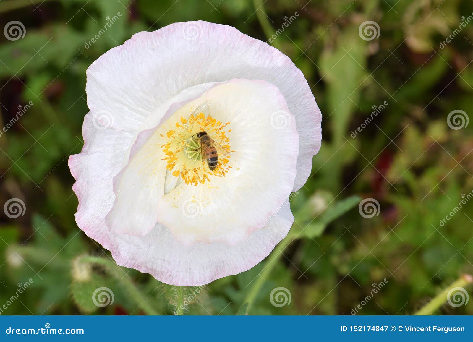 Bee Nestled in White Peace Poppy 03 Stock Image - Image of nature ...