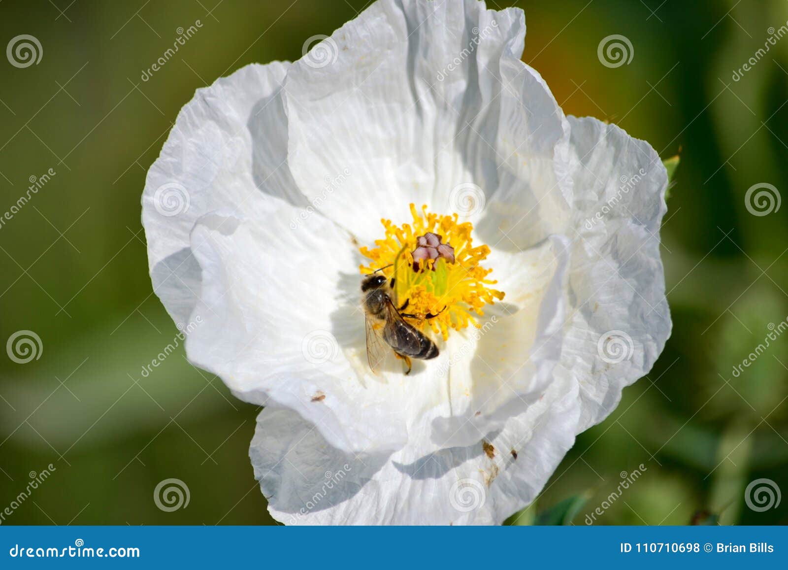 Poppy and Bee stock photo. Image of polyanthemos, flower - 110710698