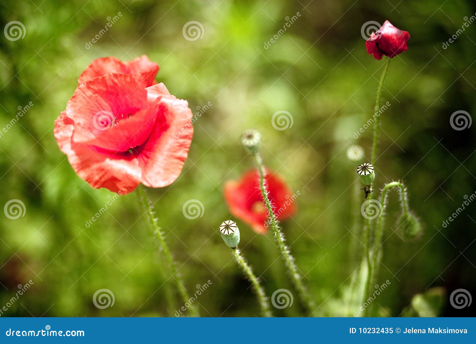 The poppy in bloom #2 stock image. Image of seed, field - 10232435