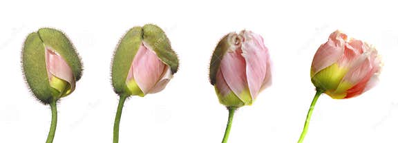 Poppy Bloom stock photo. Image of open, bloom, progress - 490358