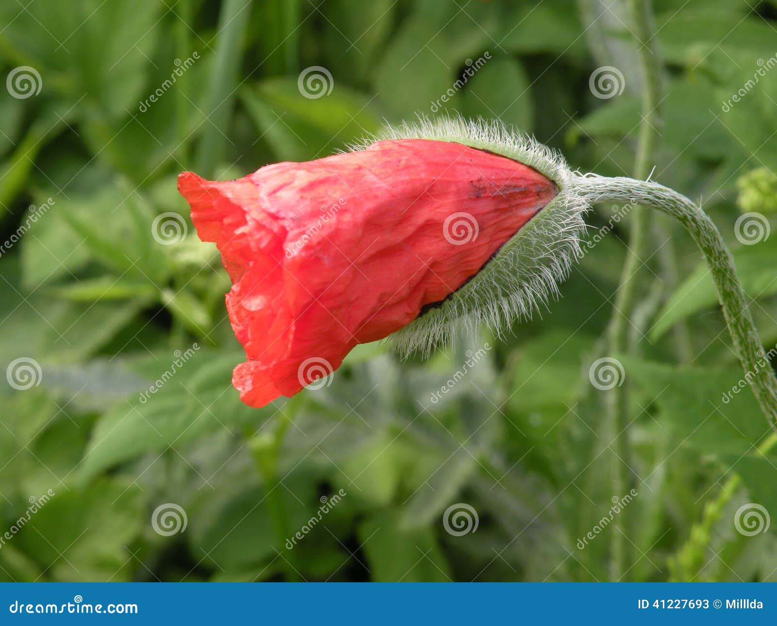 Poppy bloom stock image. Image of nature, natural, flora - 41227693