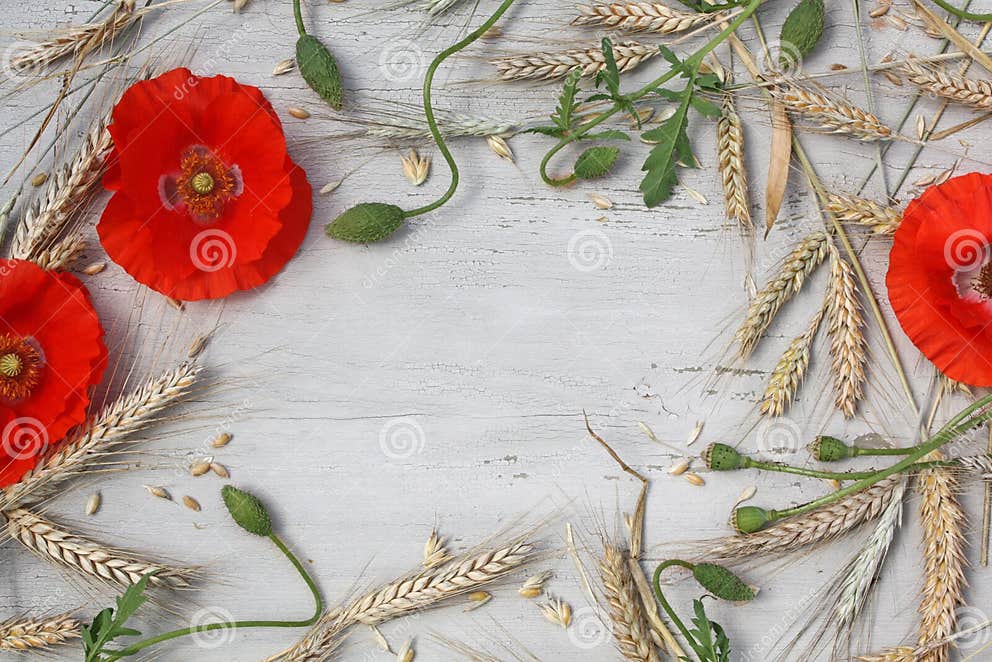 Poppy blossoms and rye stock image. Image of grain, seeds - 20391941