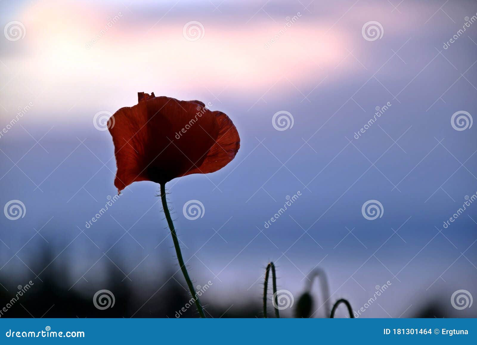 A Poppy with the Blue and Gray Sky in the Background Stock Photo ...