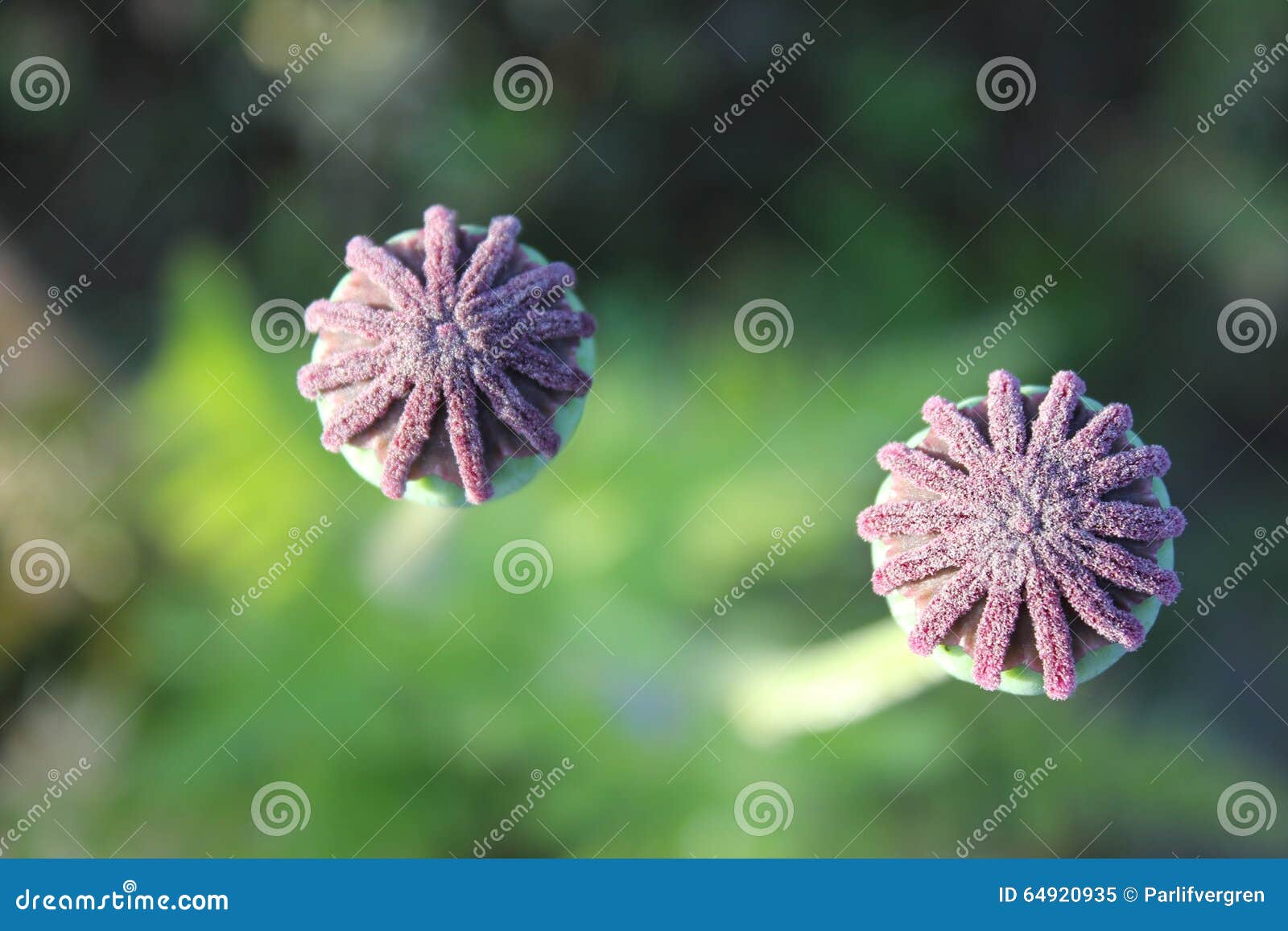Beautiful Poppy Bolls Stock Photos - Free & Royalty-Free Stock Photos ...