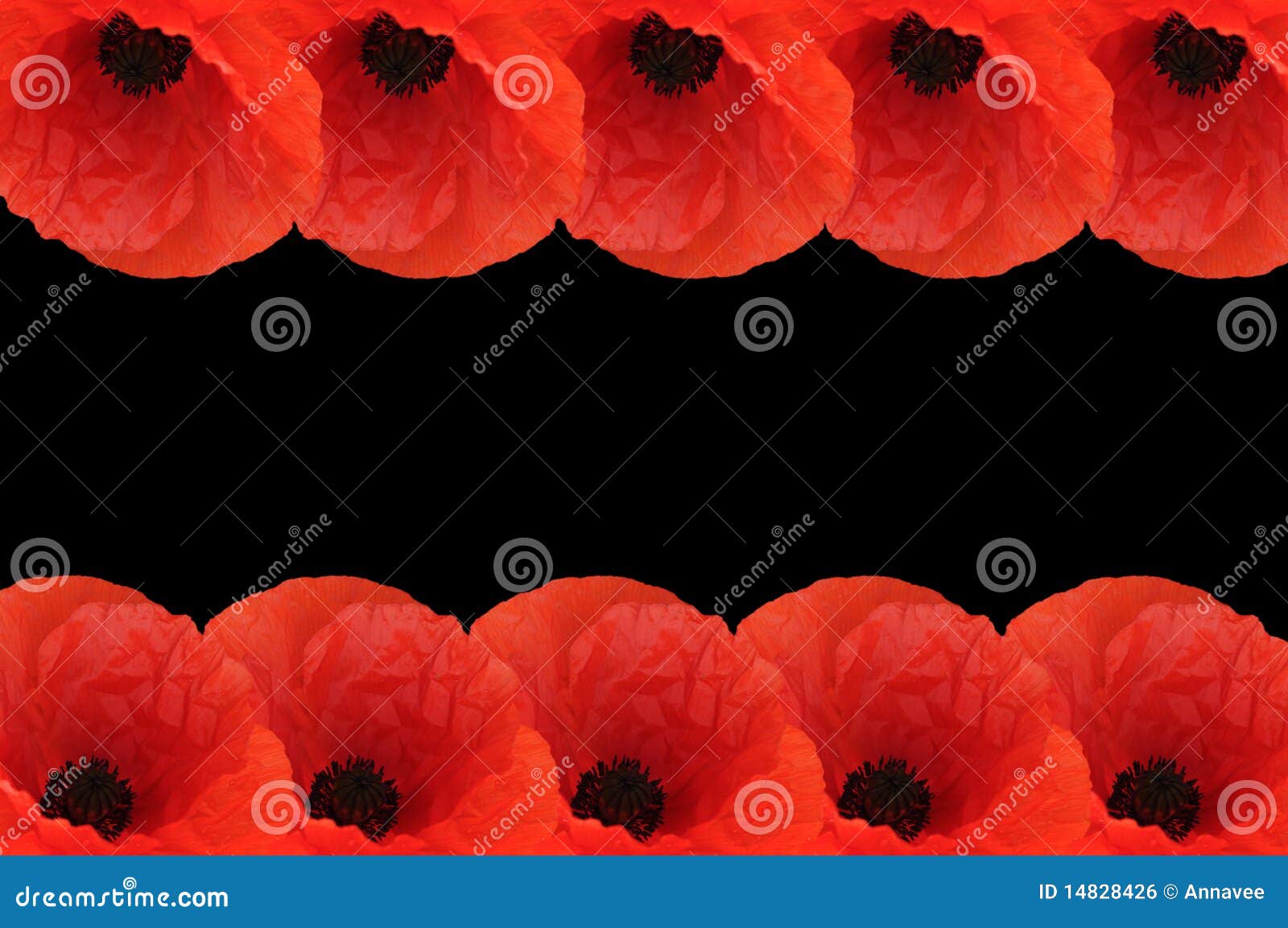 Poppy border stock photo. Image of black, copy, composition - 14828426