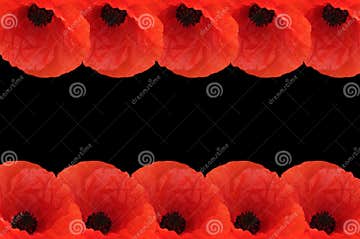 Poppy border stock photo. Image of black, copy, composition - 14828426