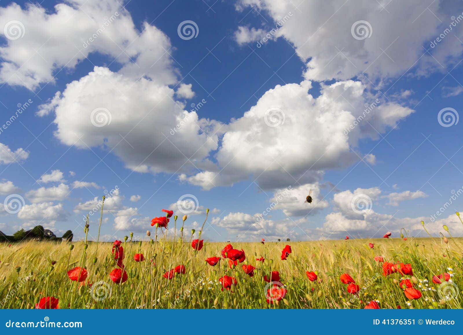 Poppy border wheat field 4 stock image. Image of daisy - 41376351