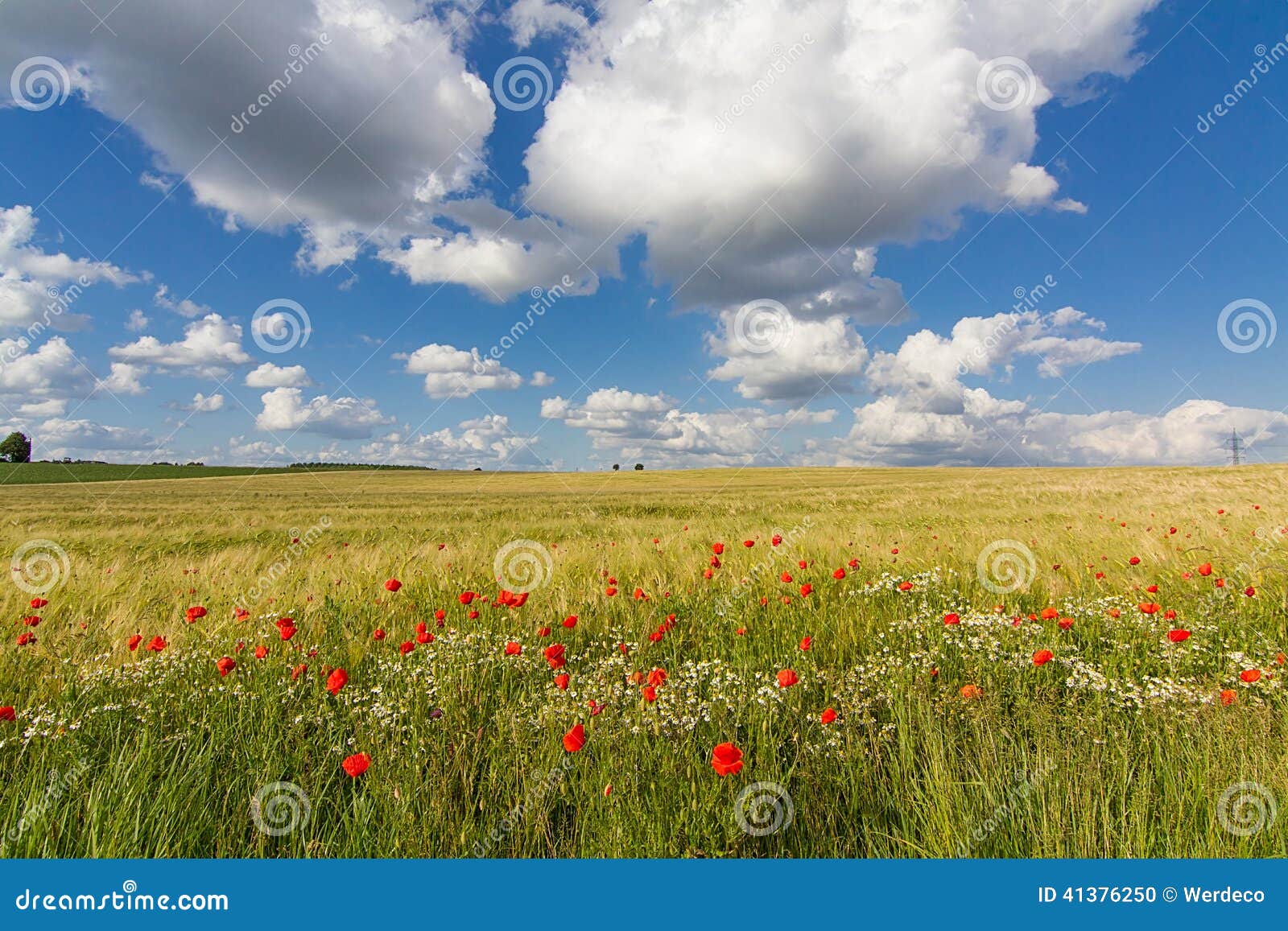 Poppy border wheat field 2 stock photo. Image of clouds - 41376250