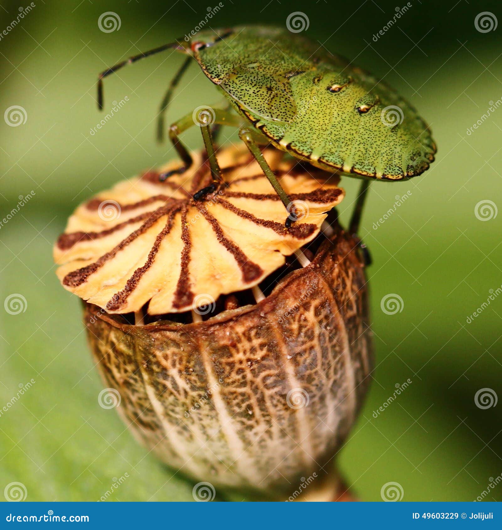 Poppy box stock image. Image of textuure, opium, brown - 49603229