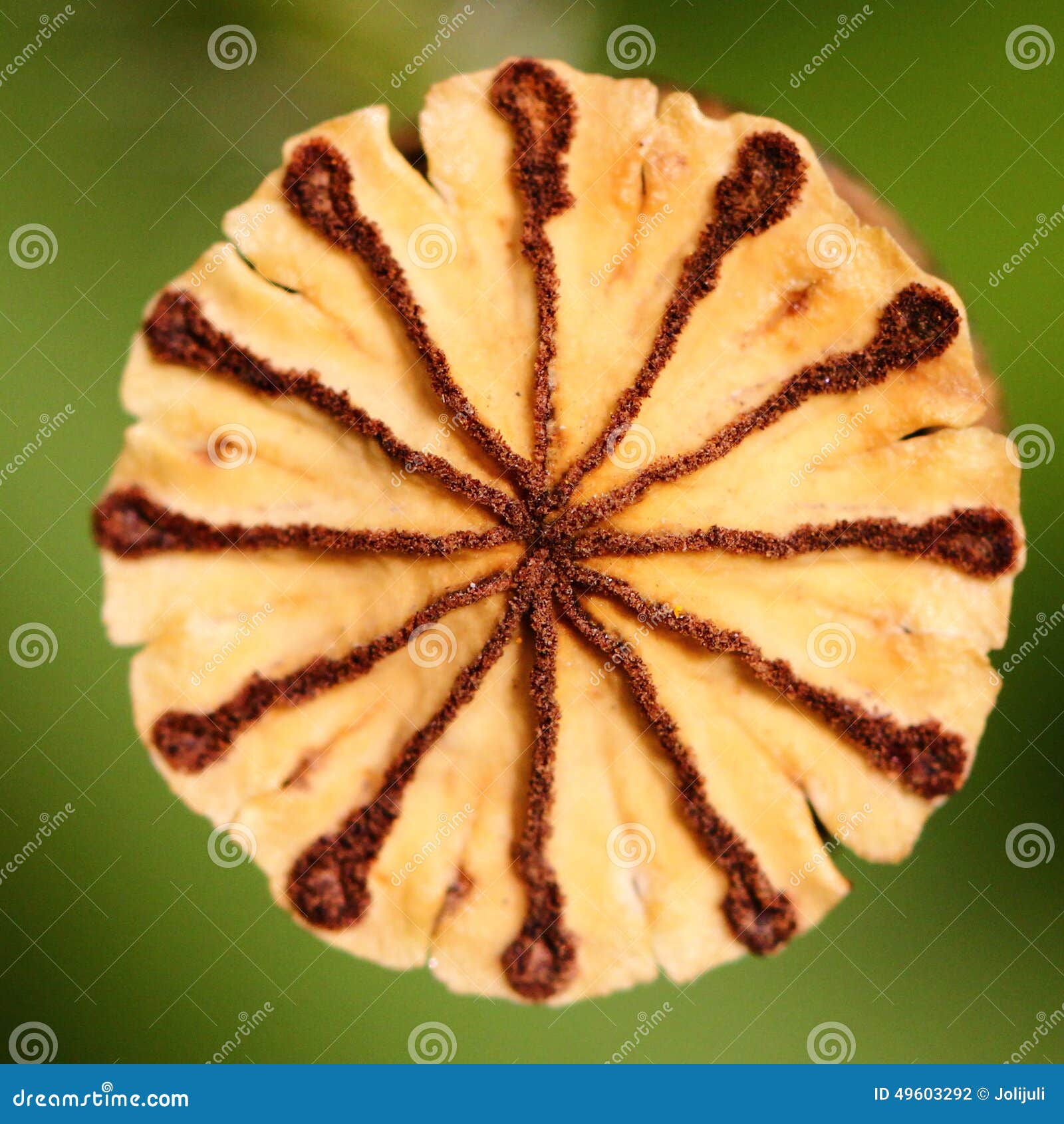 Poppy box stock photo. Image of fruitcase, head, flower - 49603292