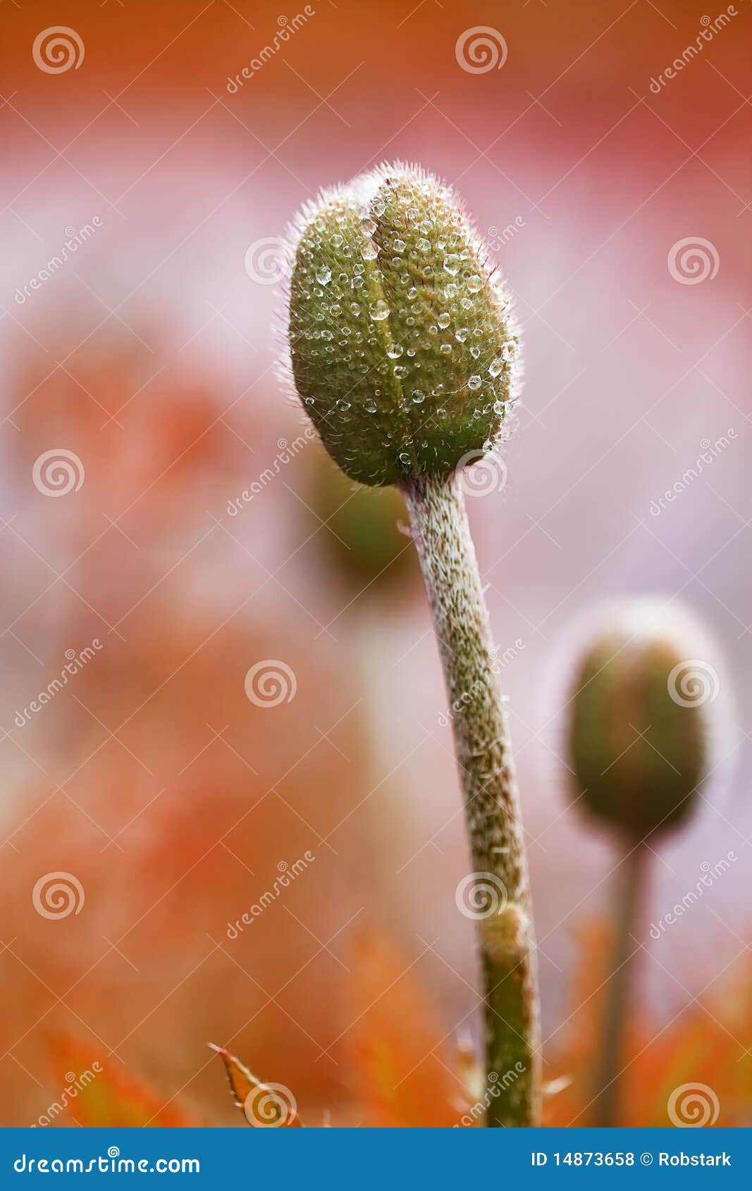 Poppy bud stock photo. Image of spring, flora, seed, flower - 14873658