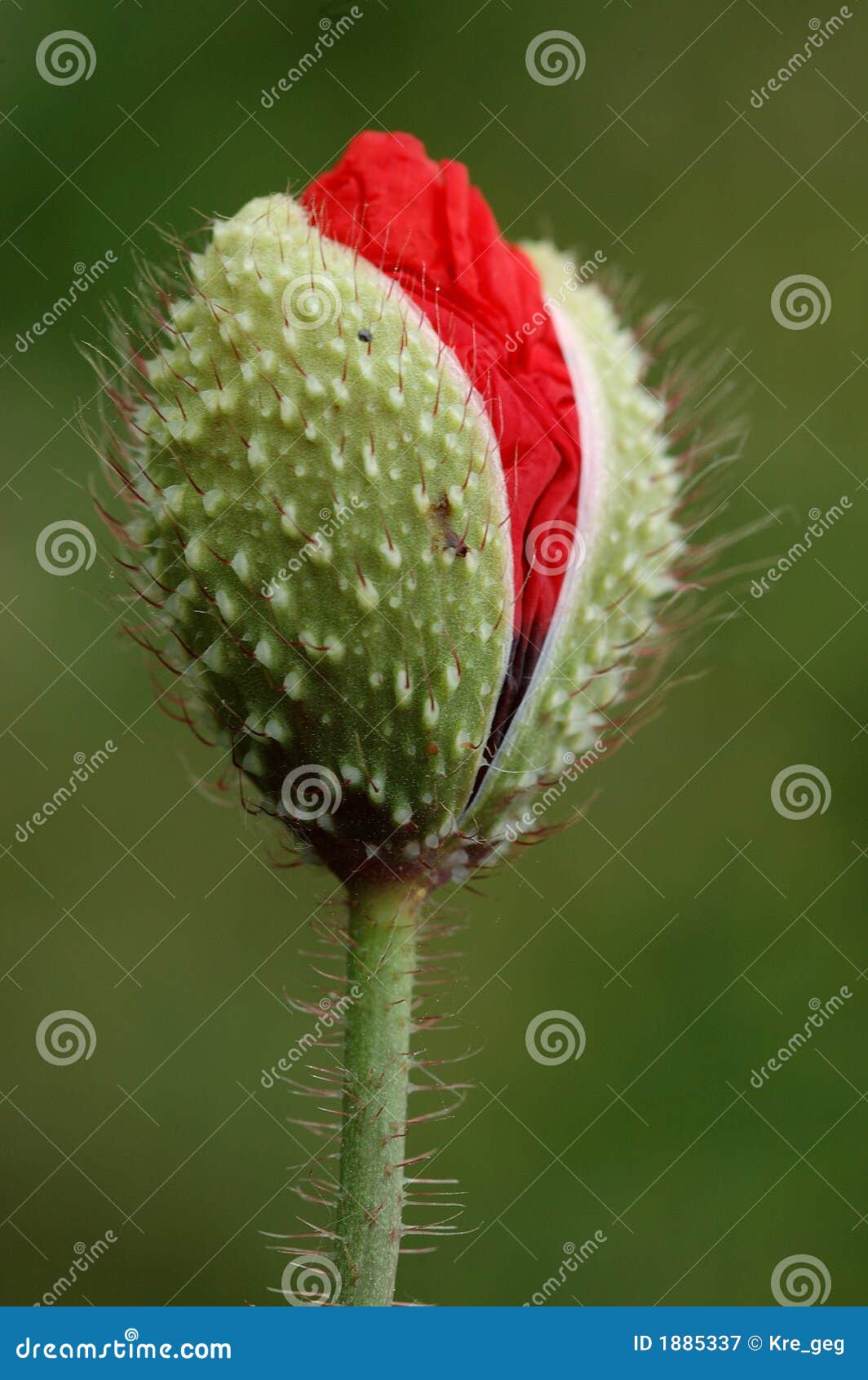 Poppy bud stock image. Image of nature, gossip, fragile - 1885337