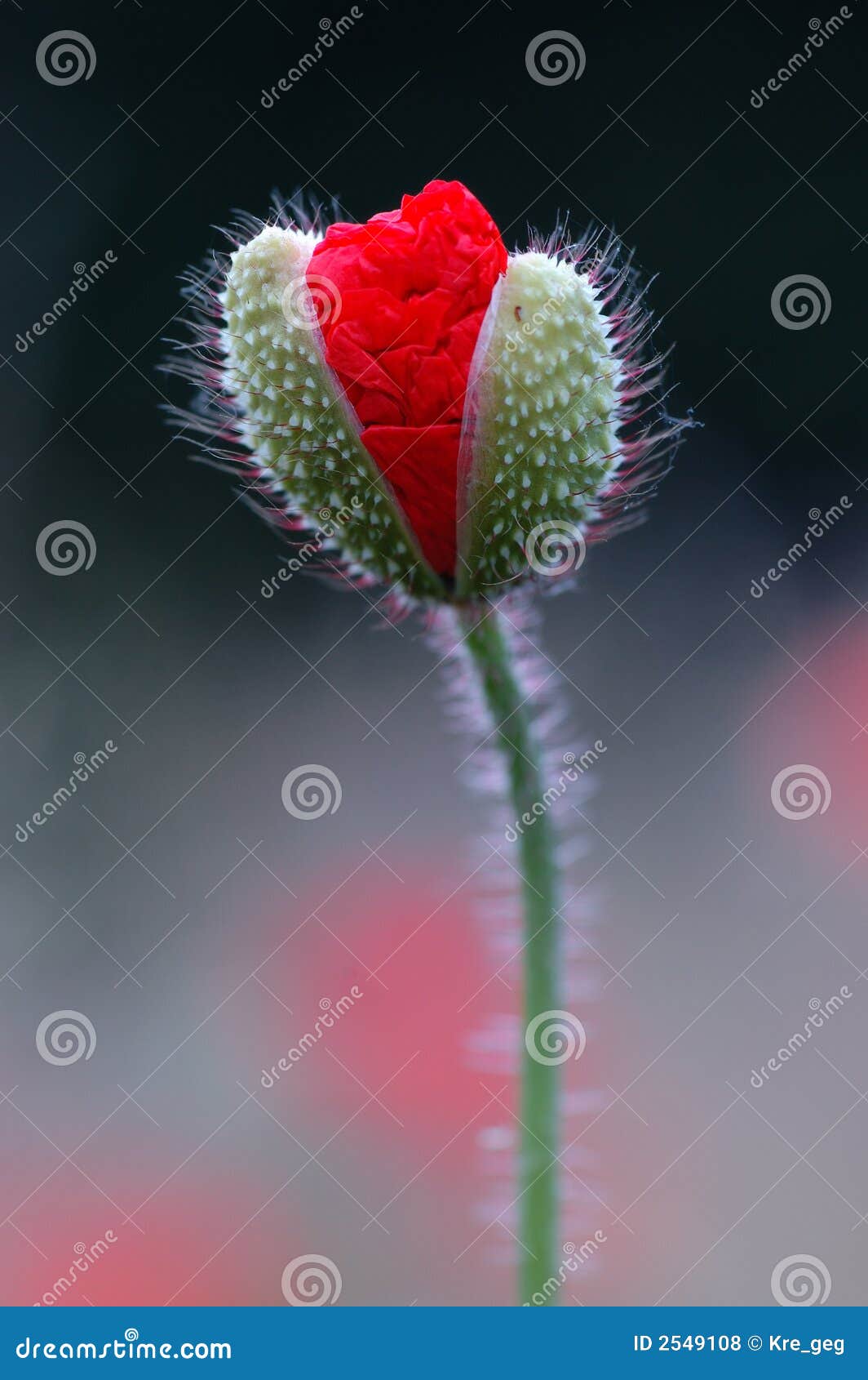 Poppy bud stock photo. Image of poppy, break, hanging - 2549108