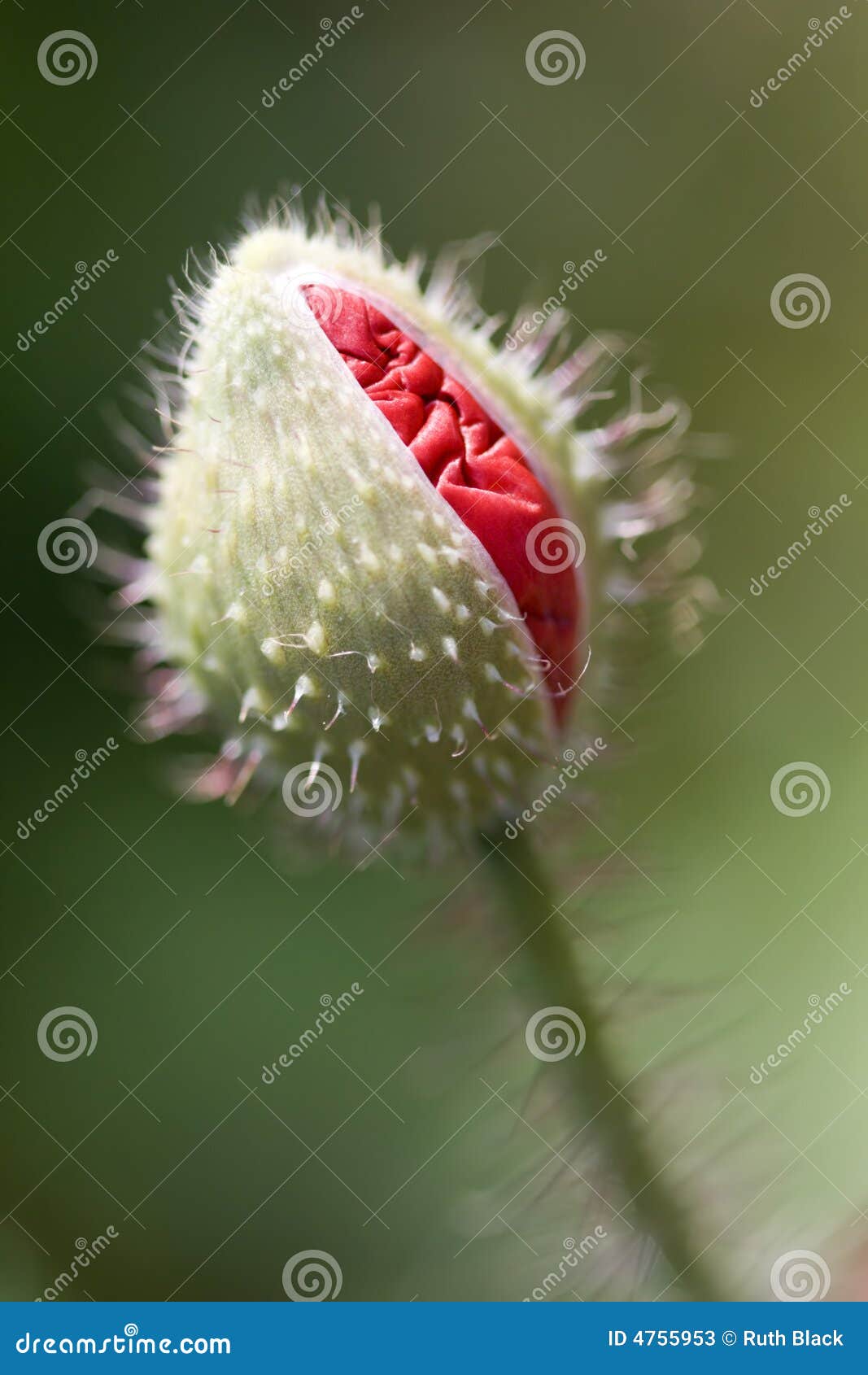 Poppy bud stock image. Image of flower, close, bloom, horticulture ... Poppy bud stock image. Image of flower, close, bloom, horticulture ...