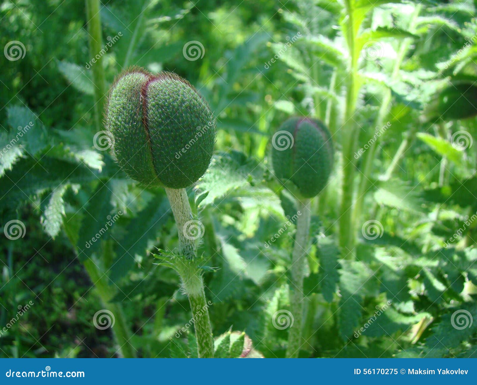 Poppy Bud imagen de archivo. Imagen de rojo, producto - 56170275