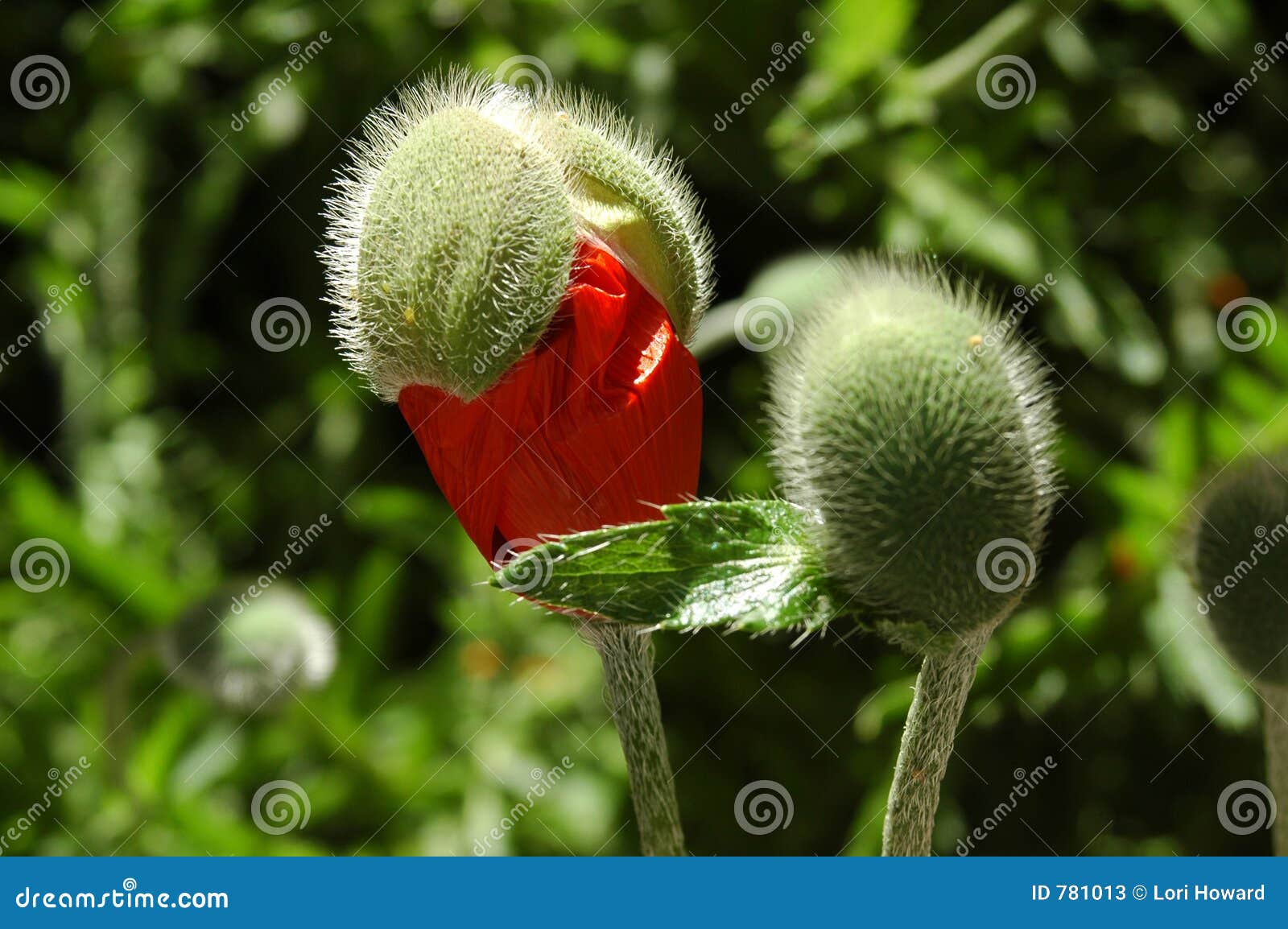 Poppy Bud stock image. Image of petals, blossom, glowing - 781013