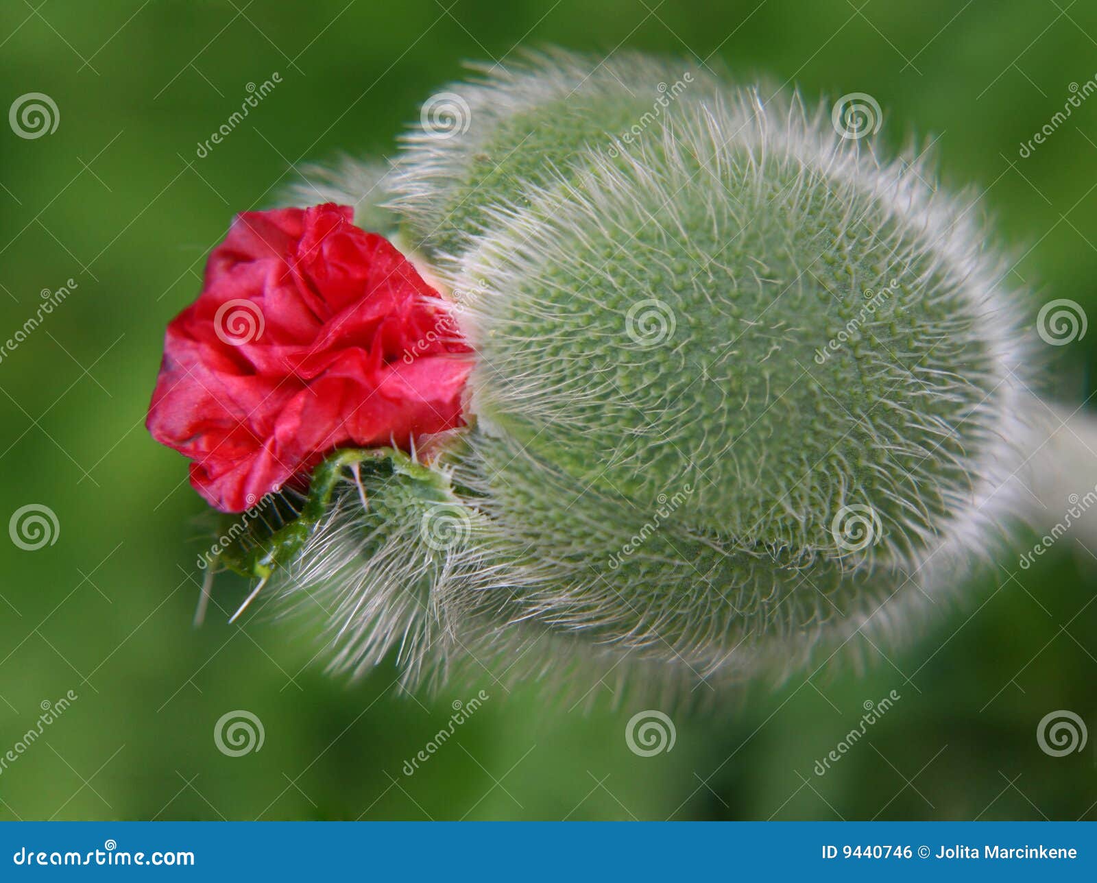 Poppy bud stock photo. Image of bloom, hairy, macro, garden - 9440746
