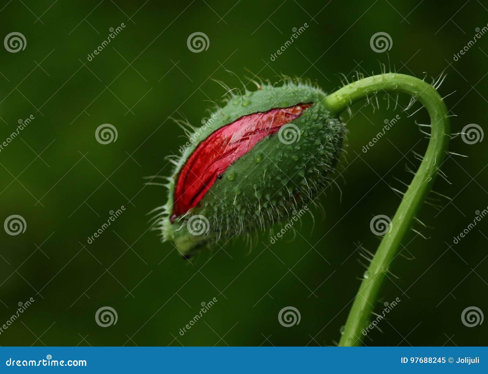 Poppy Bud fotografering för bildbyråer. Bild av grön - 97688245