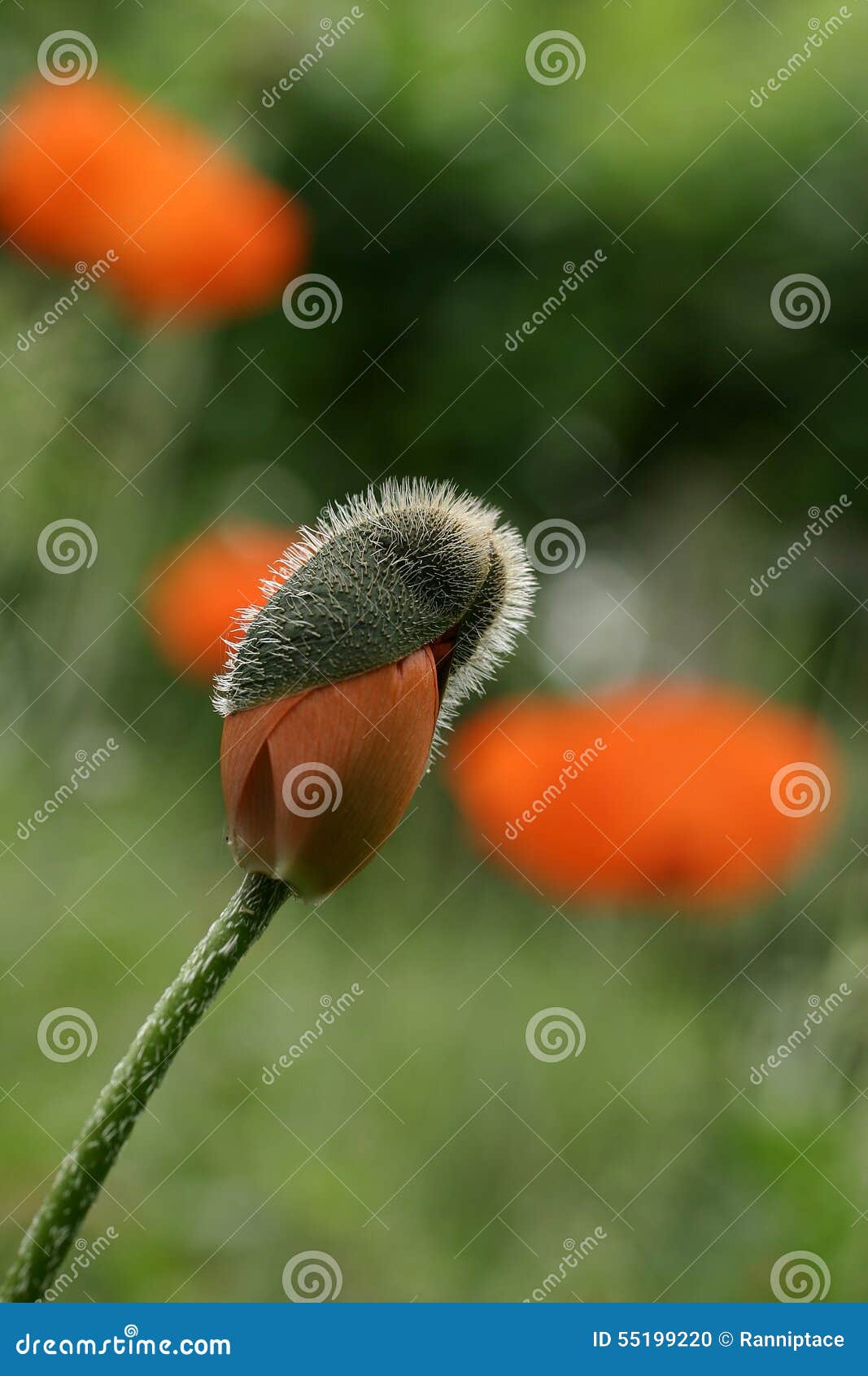 Poppy bud stock photo. Image of natural, nature, detail - 55199220