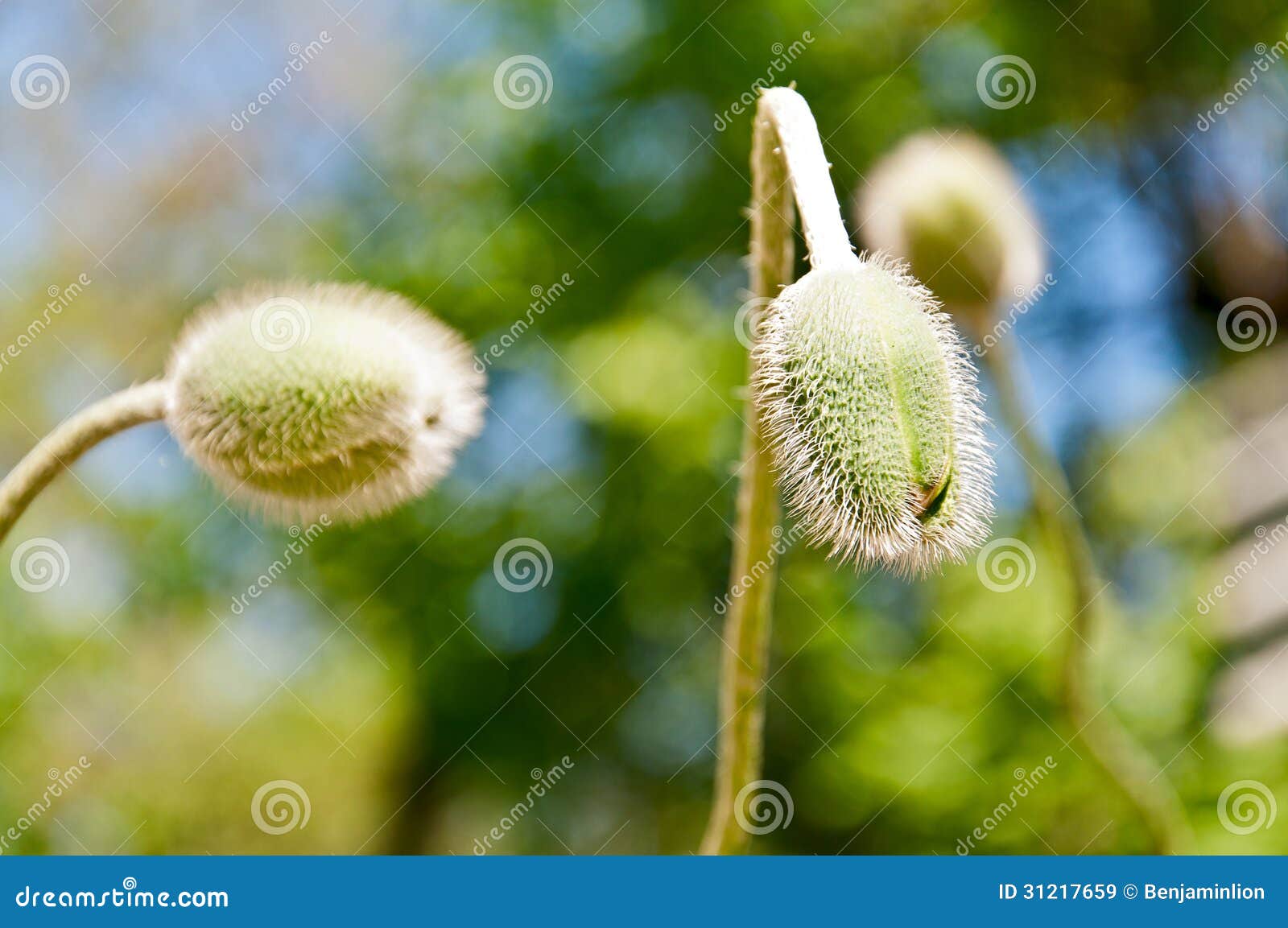 Poppy Bud stock image. Image of flora, drop, floral, blooming - 31217659