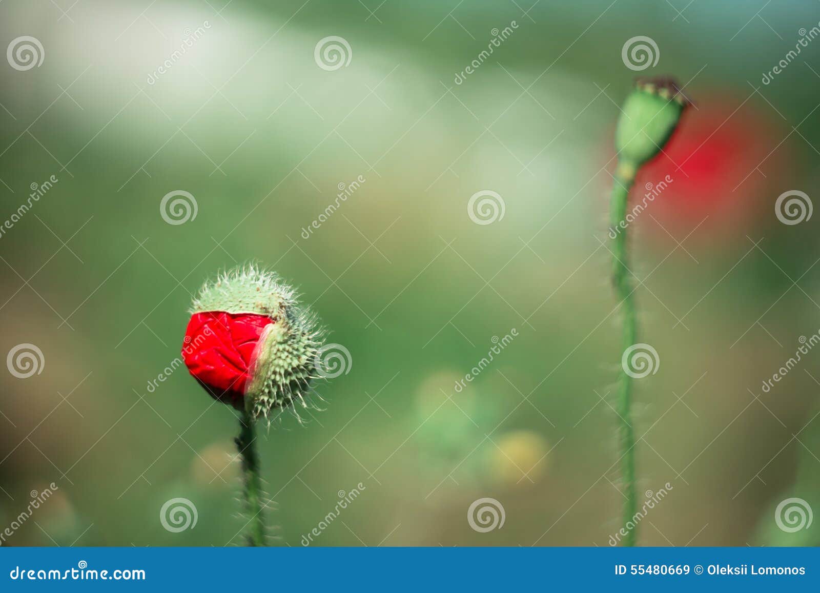Poppy Bud Gradually Opens Up Stock Image - Image of floret, stamen ...